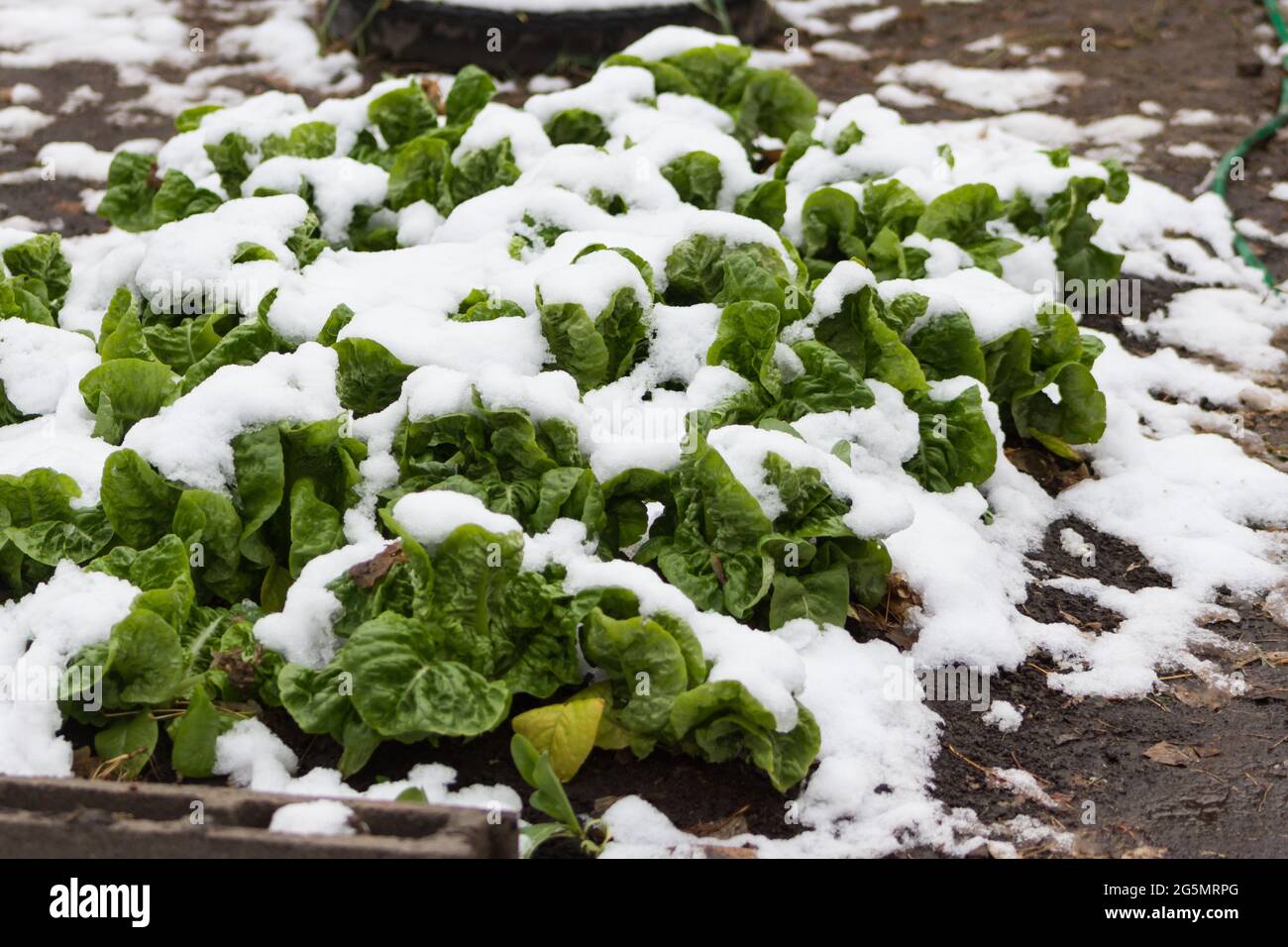 Chickpeas growing in an organic garden hi-res stock photography and ...