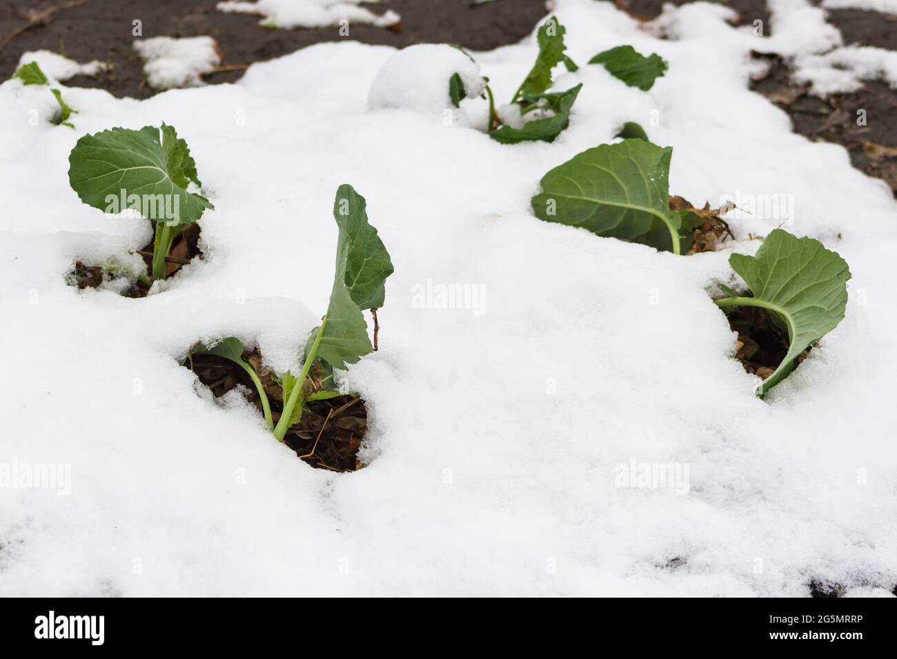 cabbage saplings in the garden covered with snow Stock Photo - Alamy