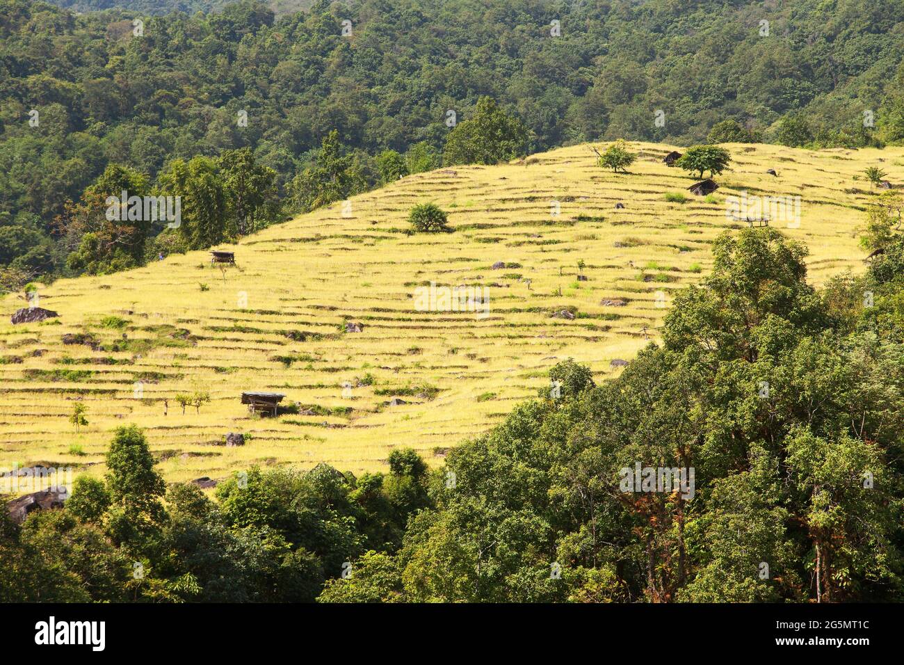 golden terraced rice or paddy fields in Nepal Himalayas mountains Stock ...