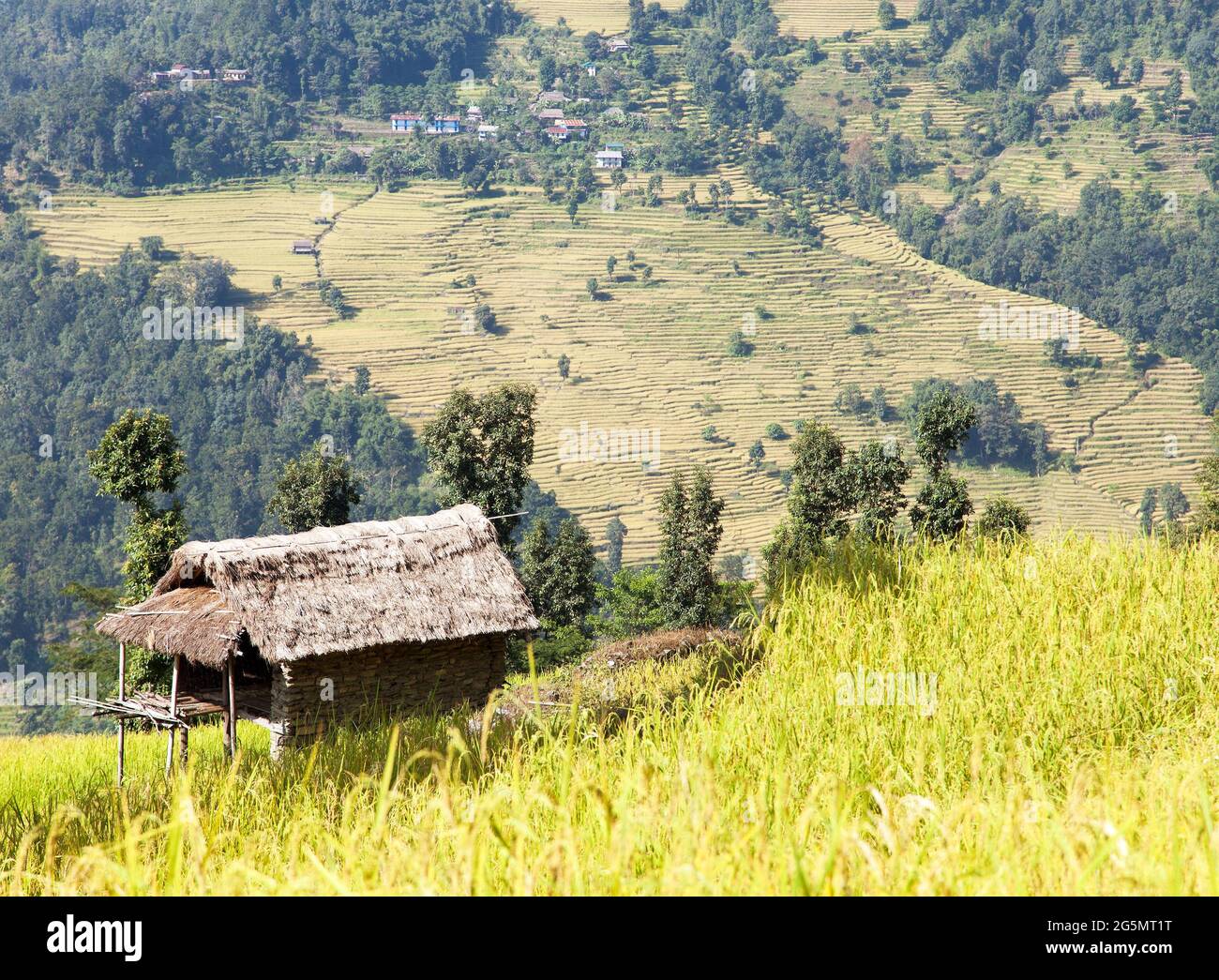 golden terraced rice or paddy fields in Nepal Himalayas mountains Stock ...