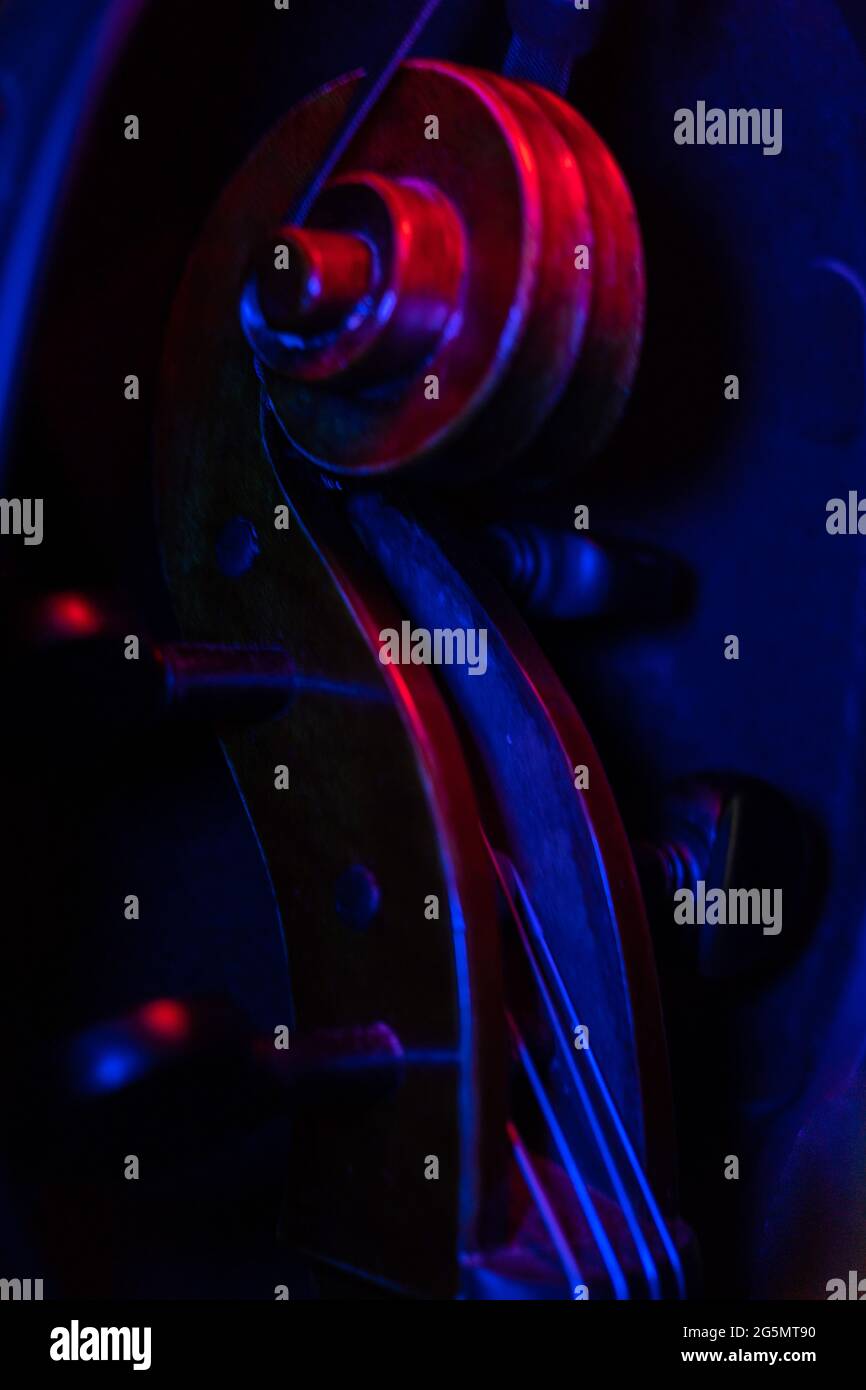 Volute snail hi-res stock photography and images - Alamy