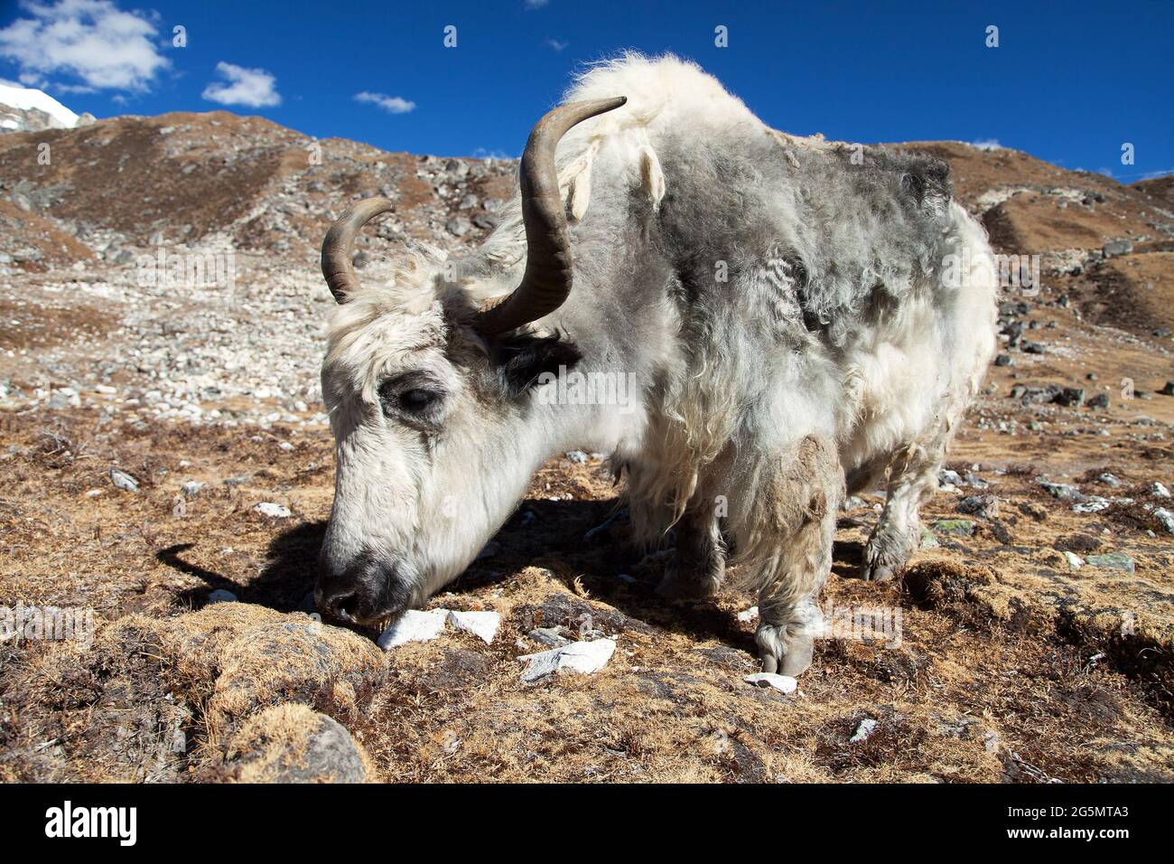 White and grey yak (Bos grunniens or Bos mutus) Nepal himalayas ...