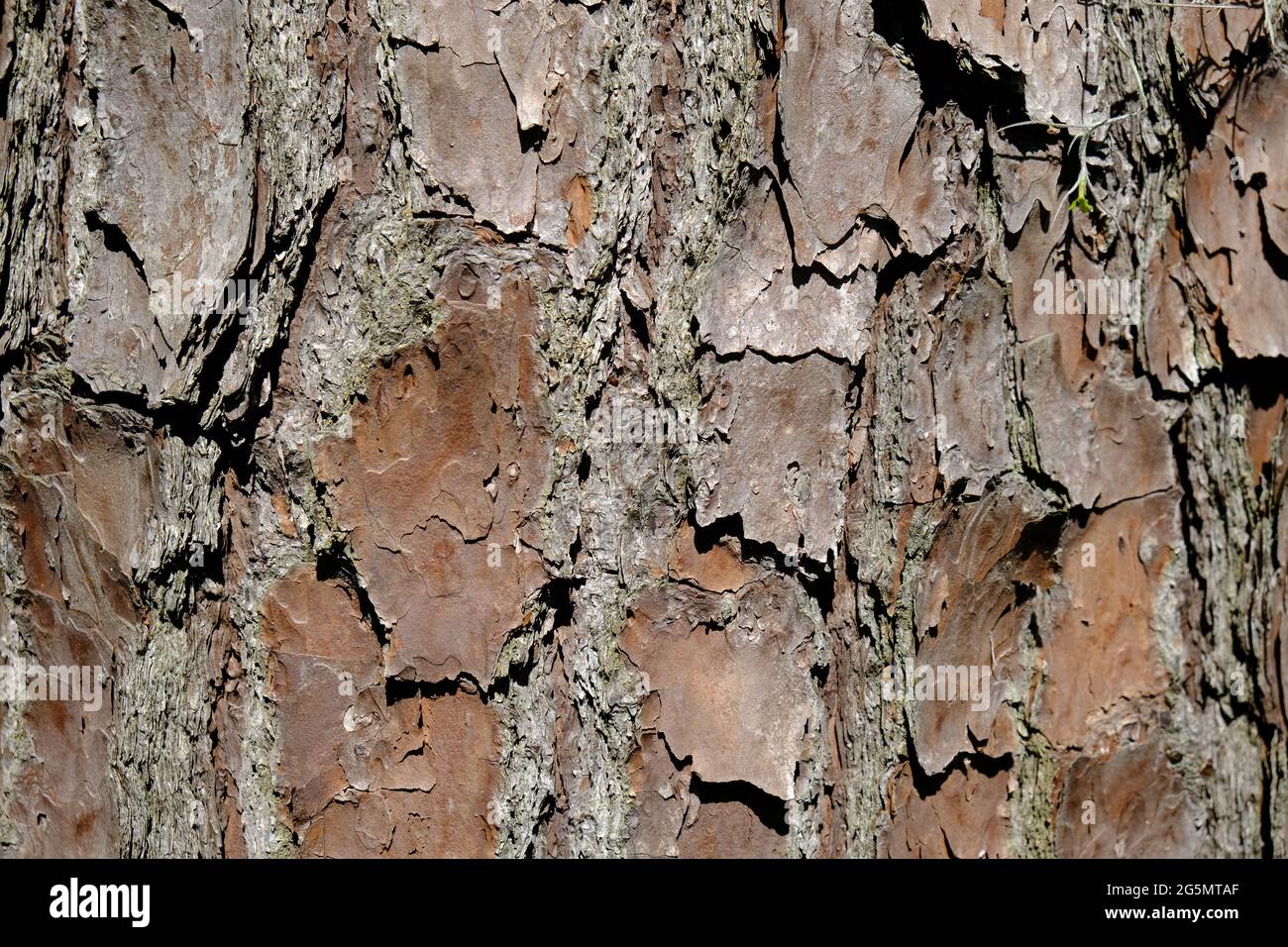 Pine tree bark hi-res stock photography and images - Alamy