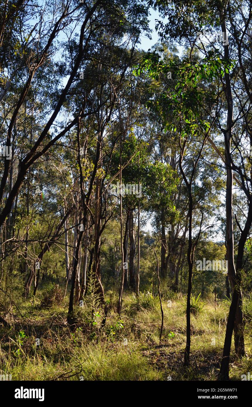 Megalong valley australia hi-res stock photography and images - Alamy