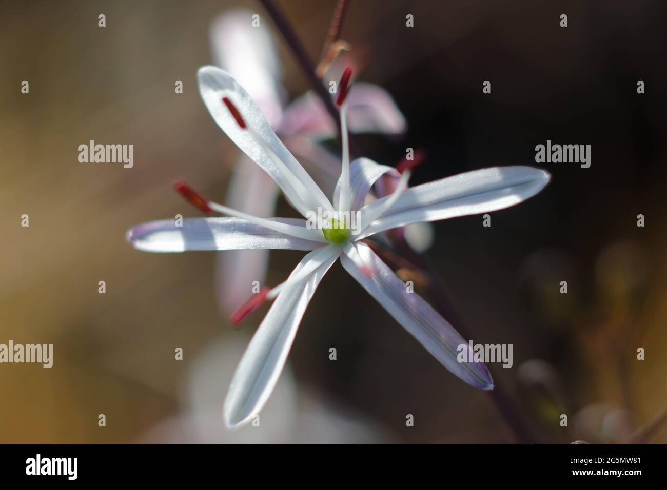 California soap plant hi-res stock photography and images - Alamy