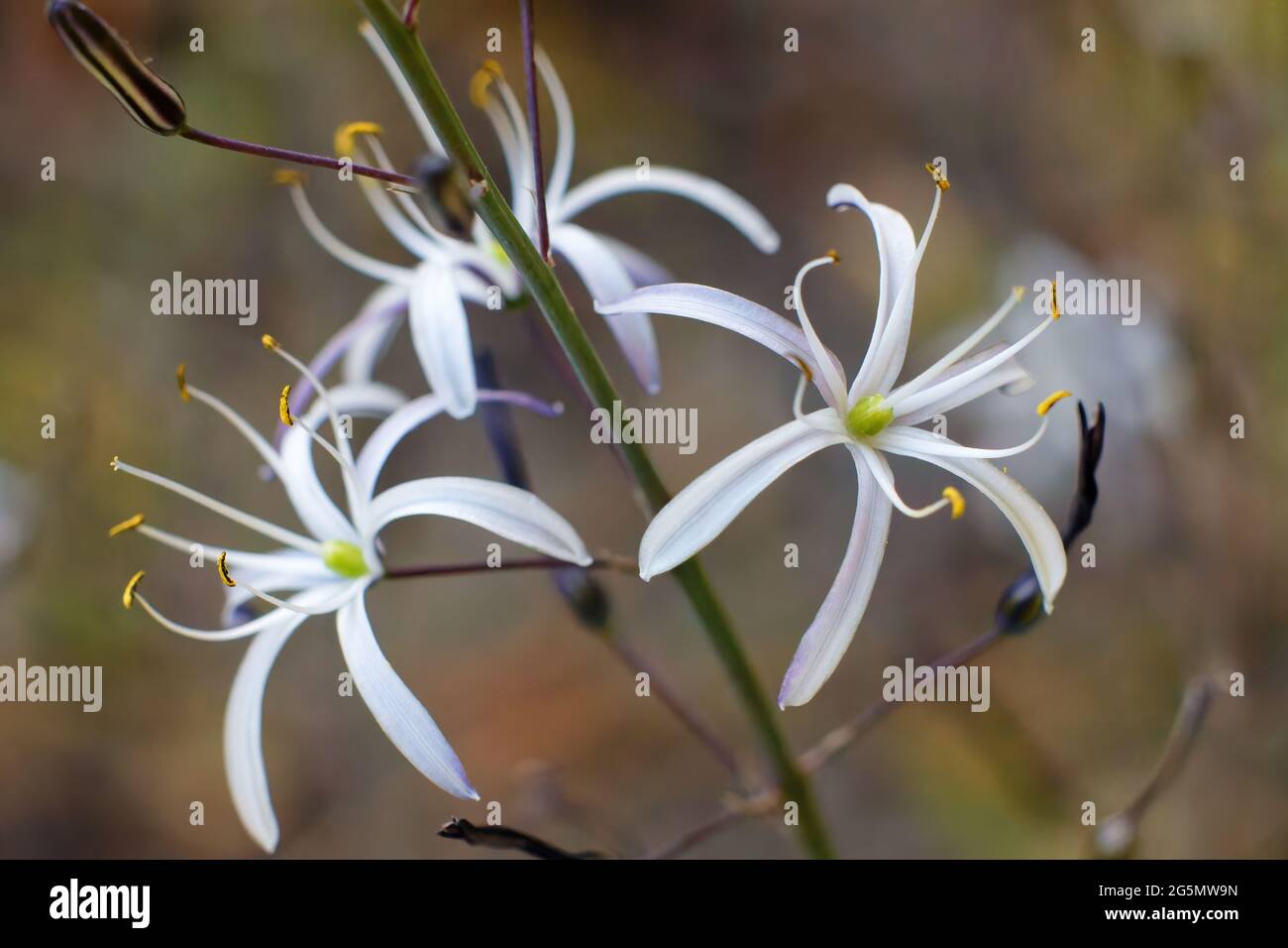 California soap plant hi-res stock photography and images - Alamy