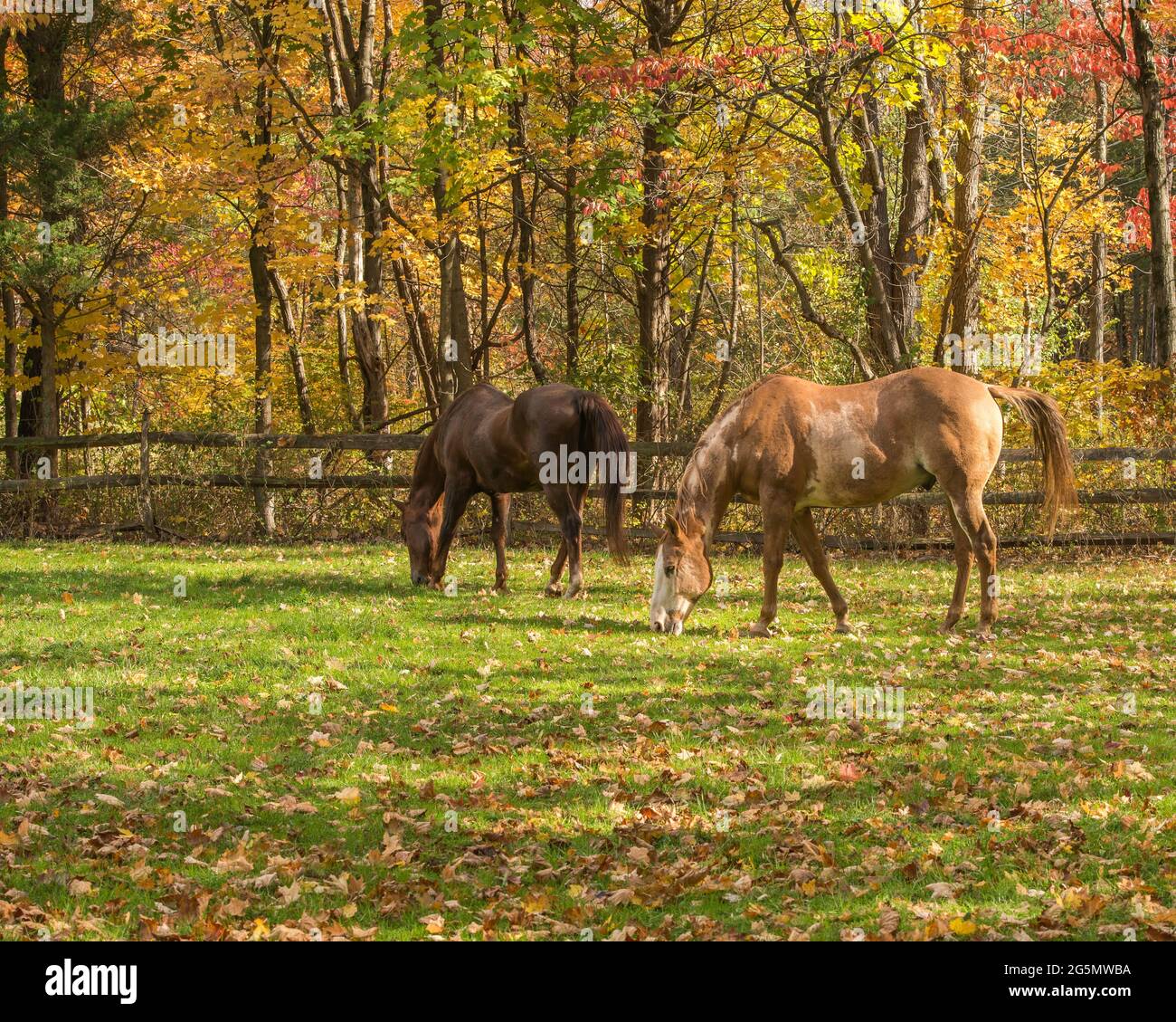 Beautiful fall farm hi-res stock photography and images - Alamy