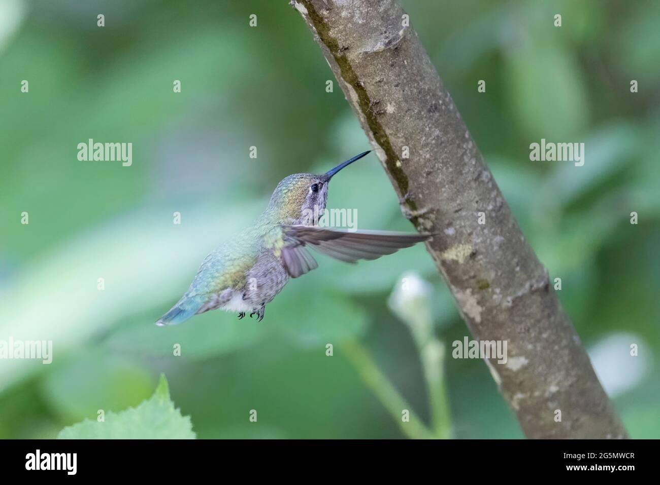Lick sap hi-res stock photography and images - Alamy