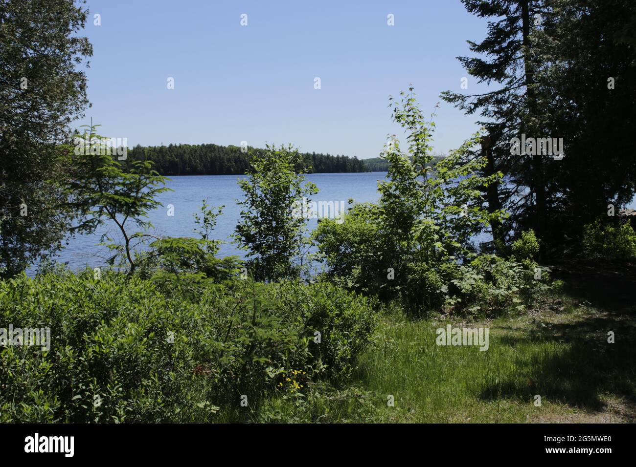 Blue lake or river surrounded by green dense forests in Algonquin ...