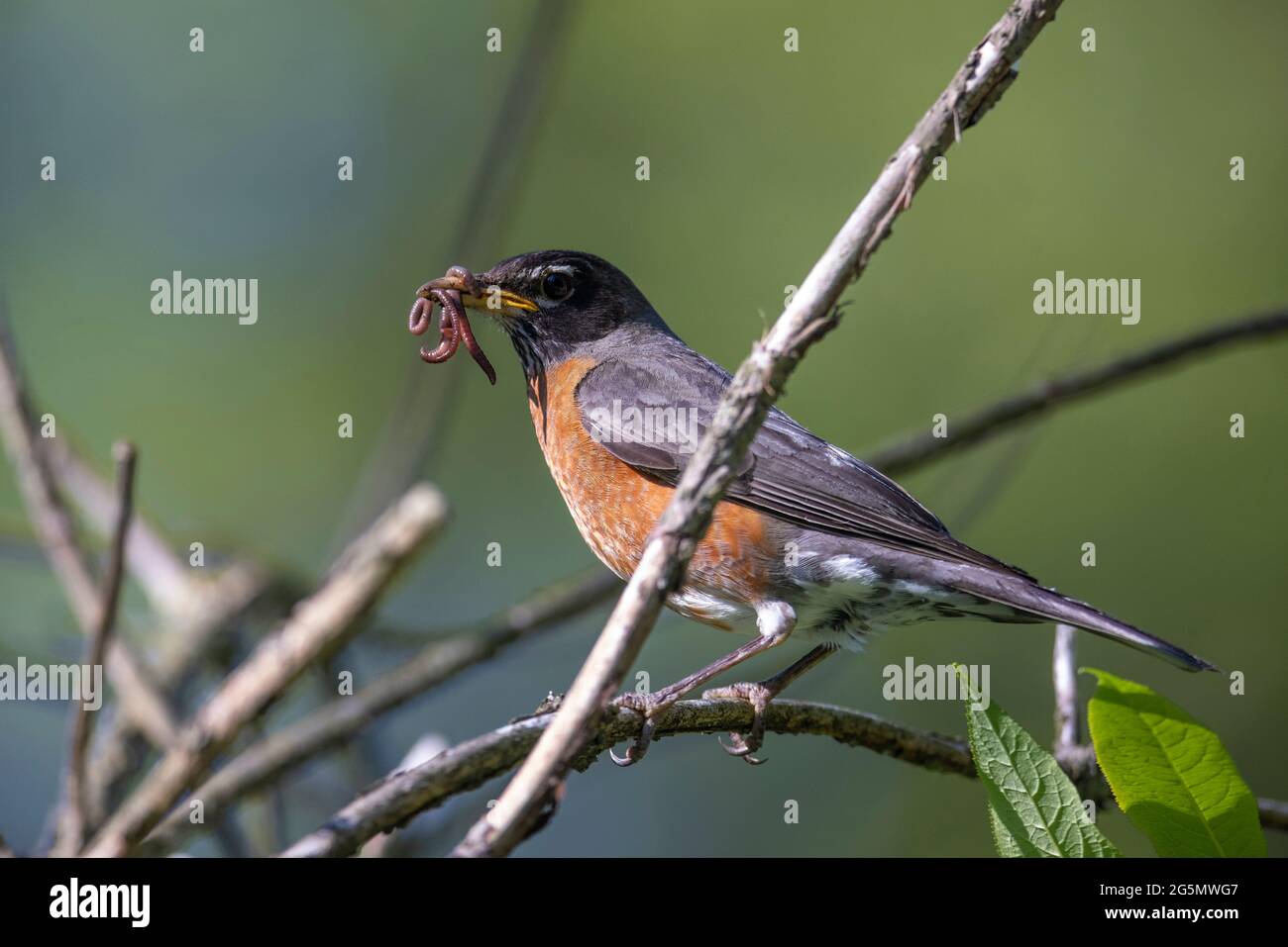 American robin bird and earthworm at Vancouver BC Canada Stock Photo ...