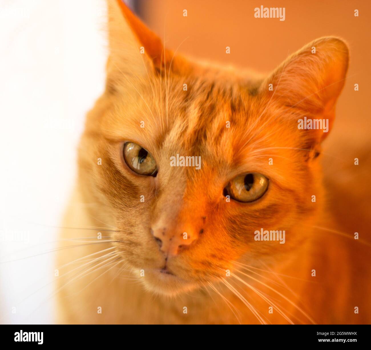 Rusty face hi-res stock photography and images - Alamy