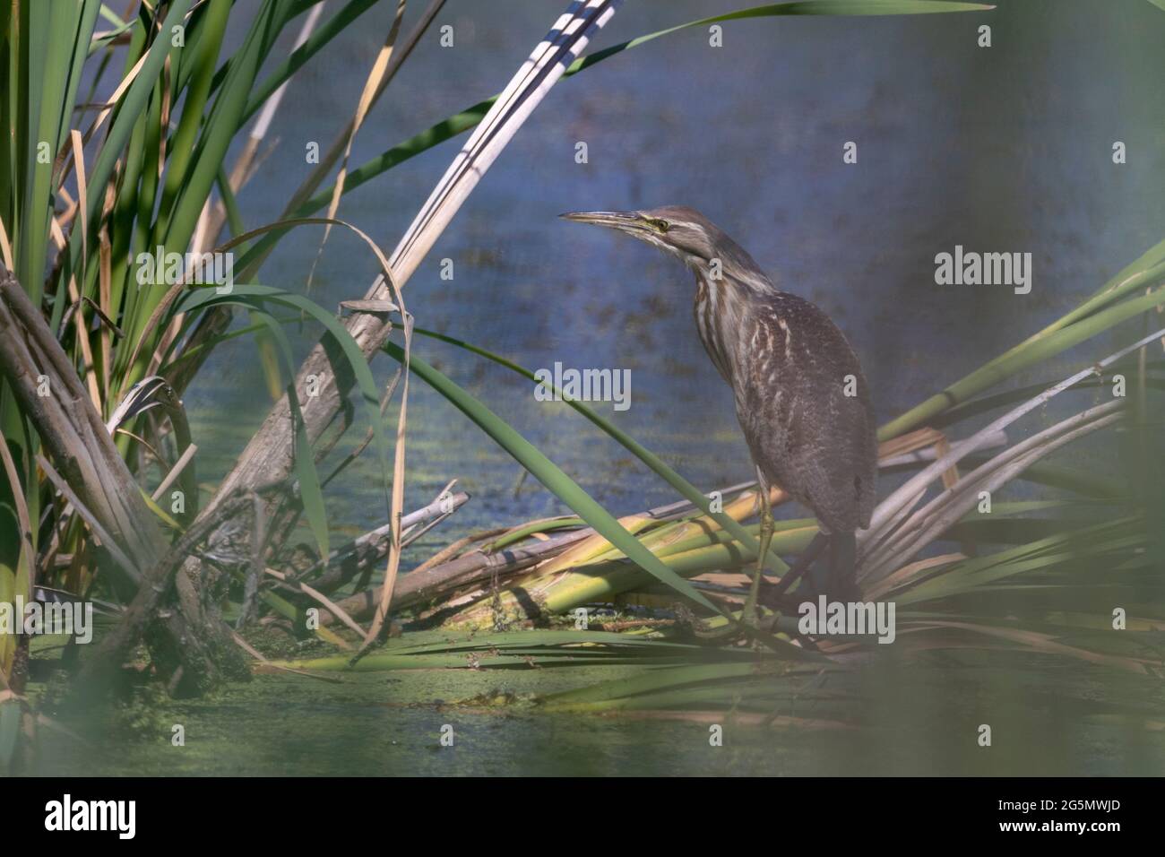 Bittern bird hi-res stock photography and images - Alamy
