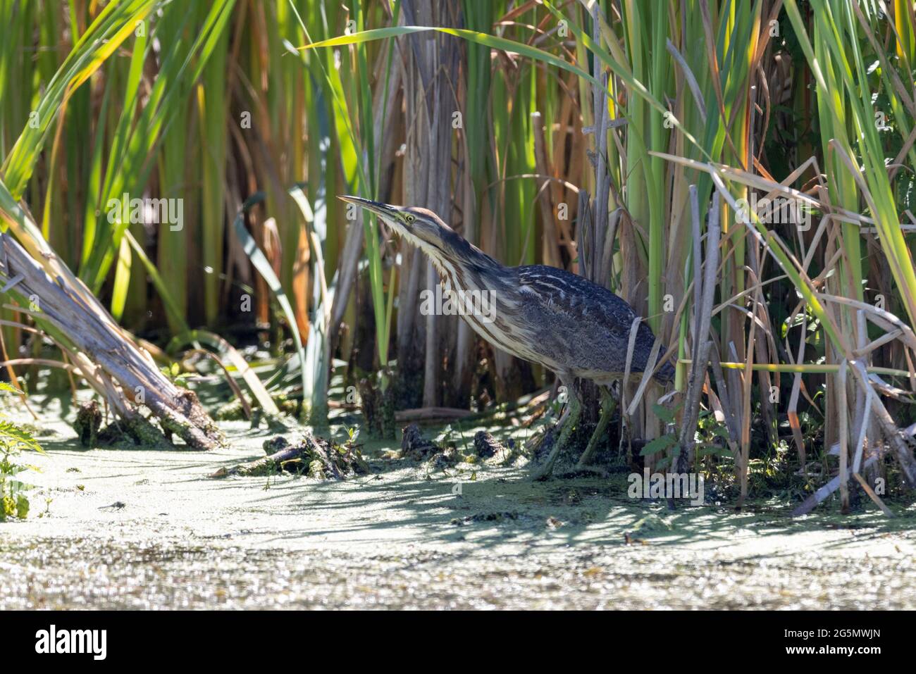 American bittern bird at Richmond BC Canada Stock Photo - Alamy