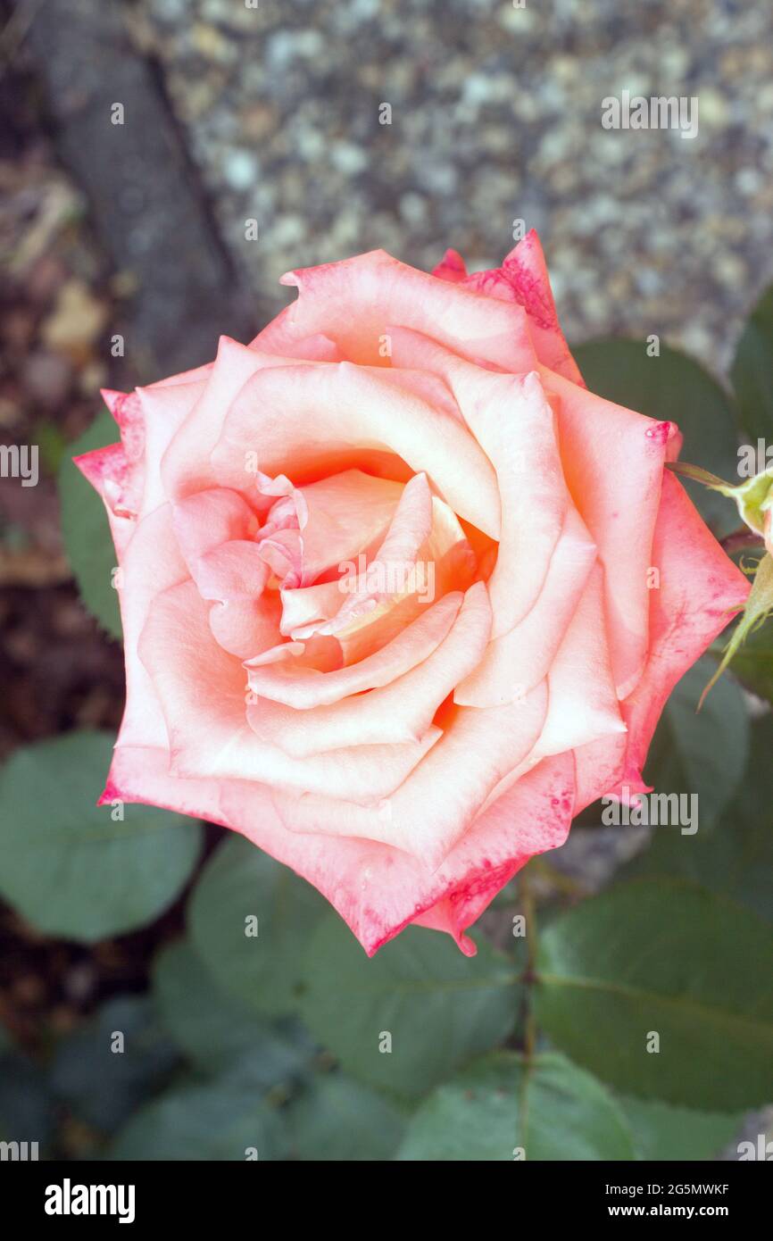 White pink rose hi-res stock photography and images - Alamy