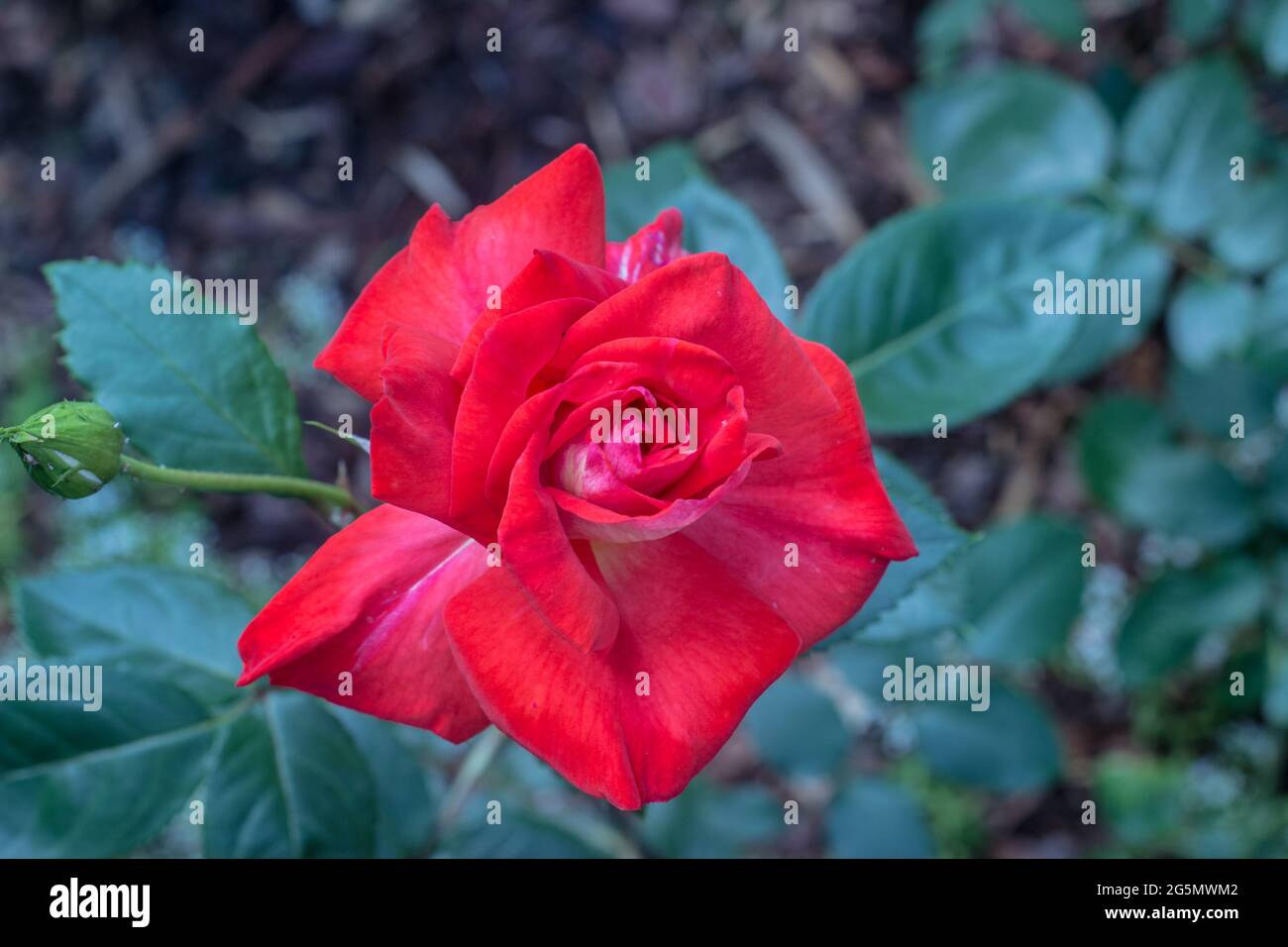 Beautiful red rose with leaves in the garden Stock Photo - Alamy