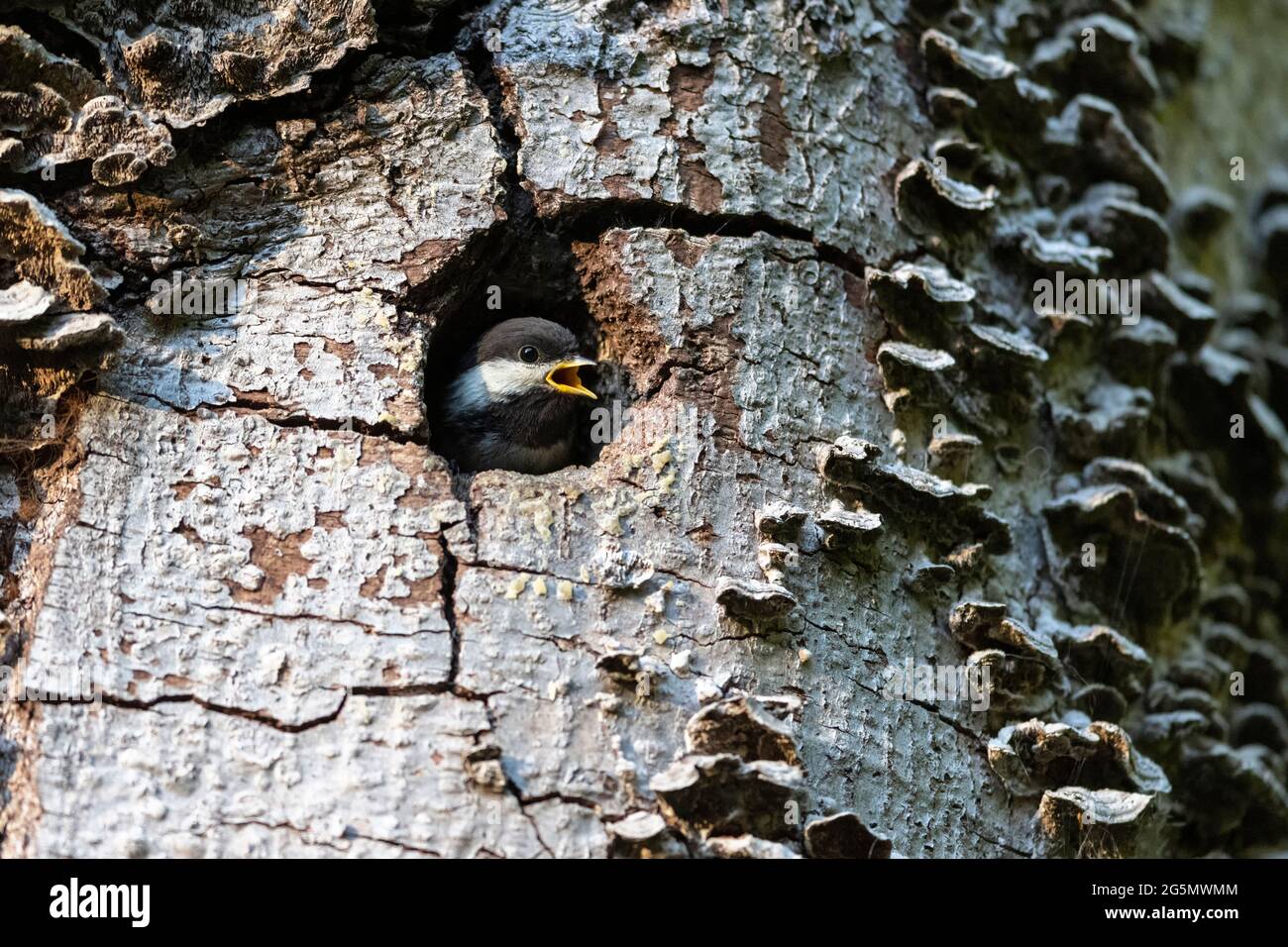 Chestnut backed Chickadee chick and nest at Vancouver BC Canada Stock ...