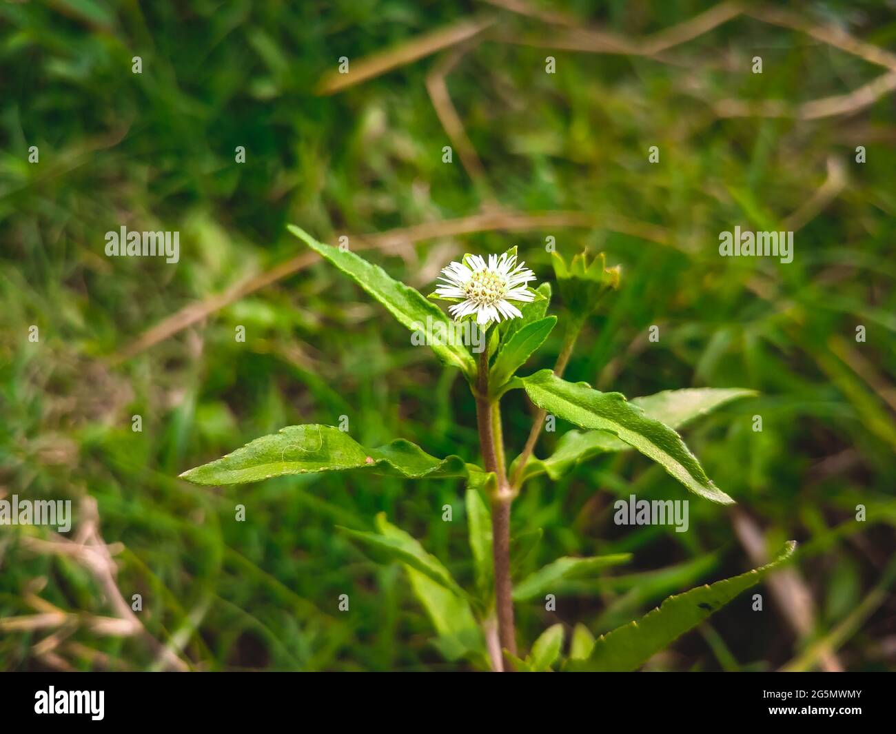 Eclipta outstretched hi-res stock photography and images - Alamy