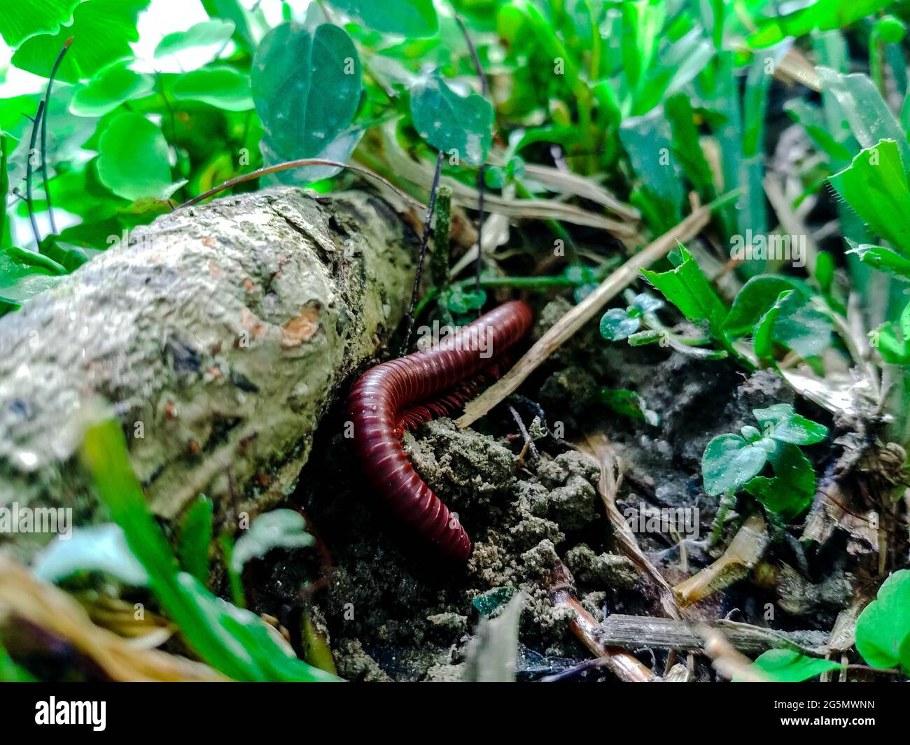 Earthworm leaves hi-res stock photography and images - Alamy