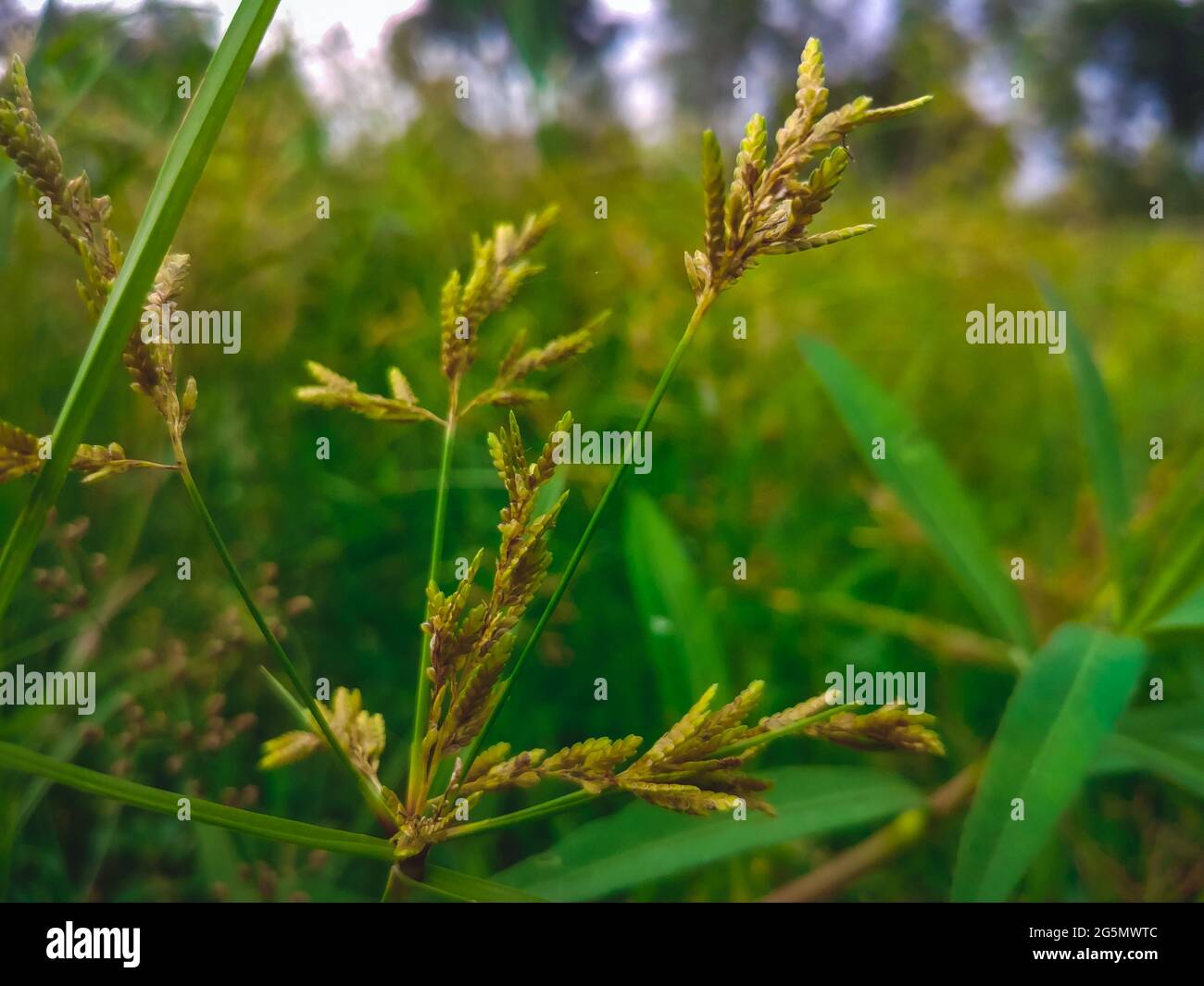 Common sedges hi-res stock photography and images - Alamy