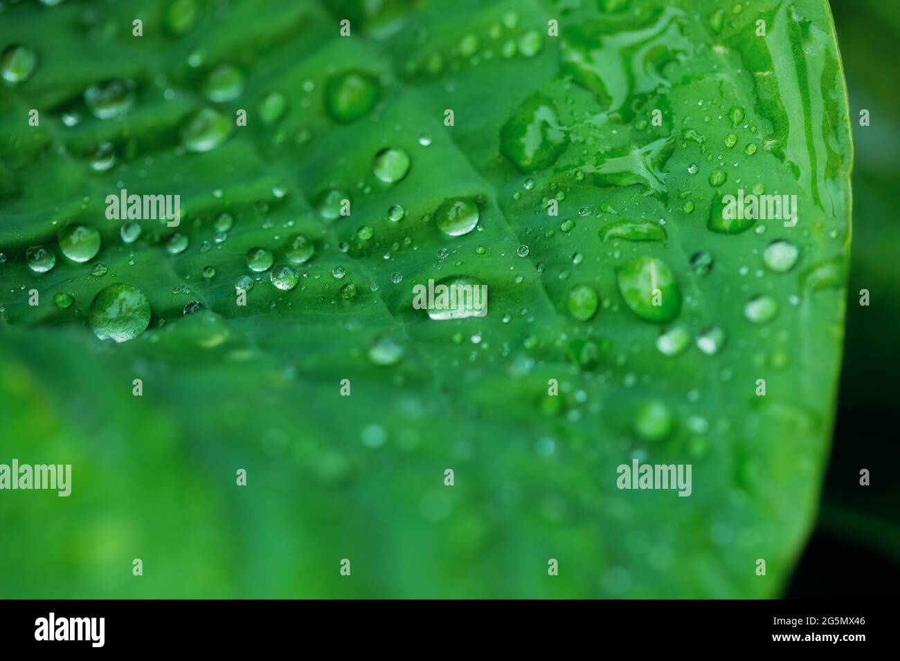 Beautiful green leaf texture with drops of water after the rain, close ...