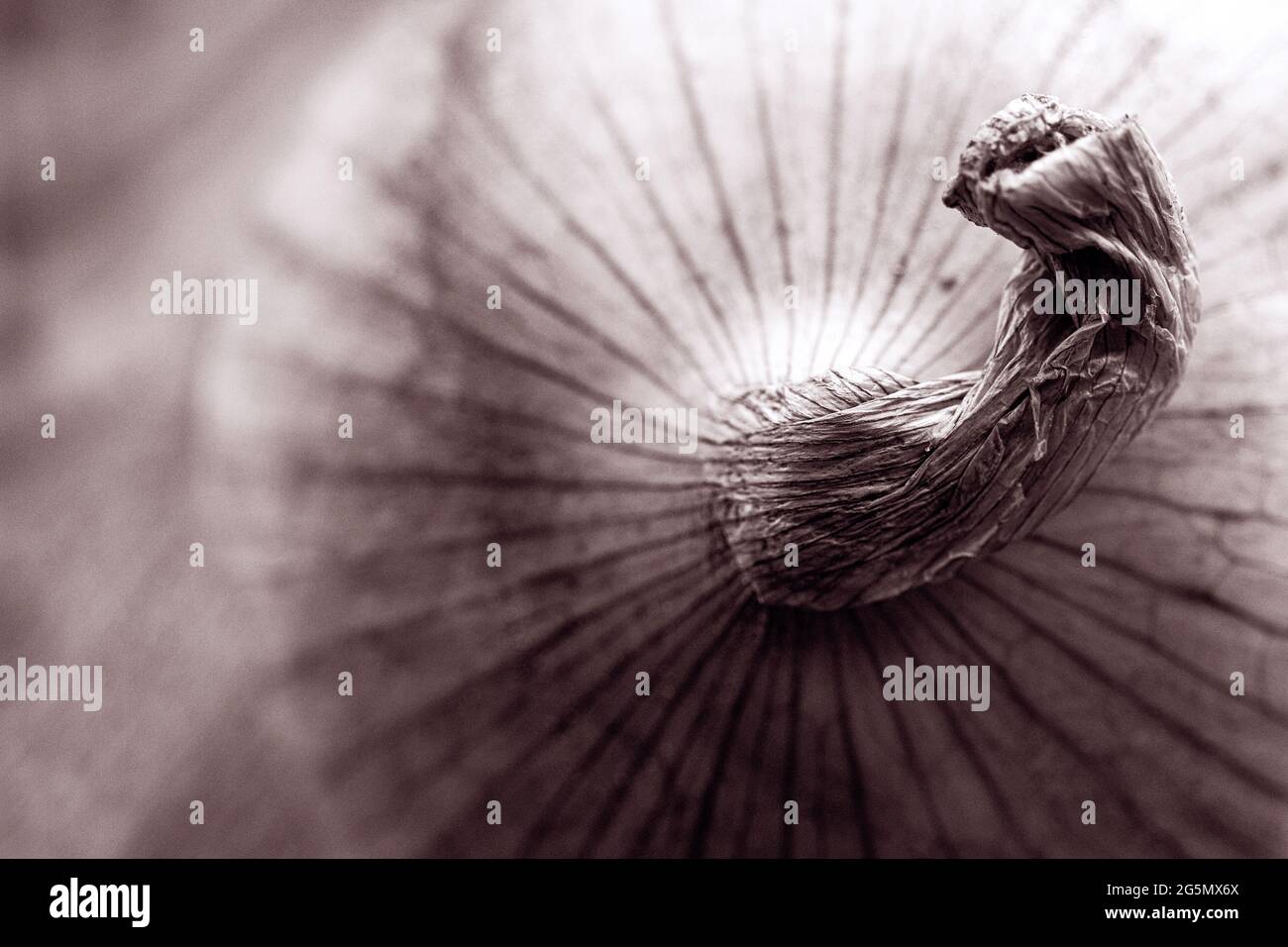 A macro shot of a yellow onion (Allium cepa) has subtle texture and ...