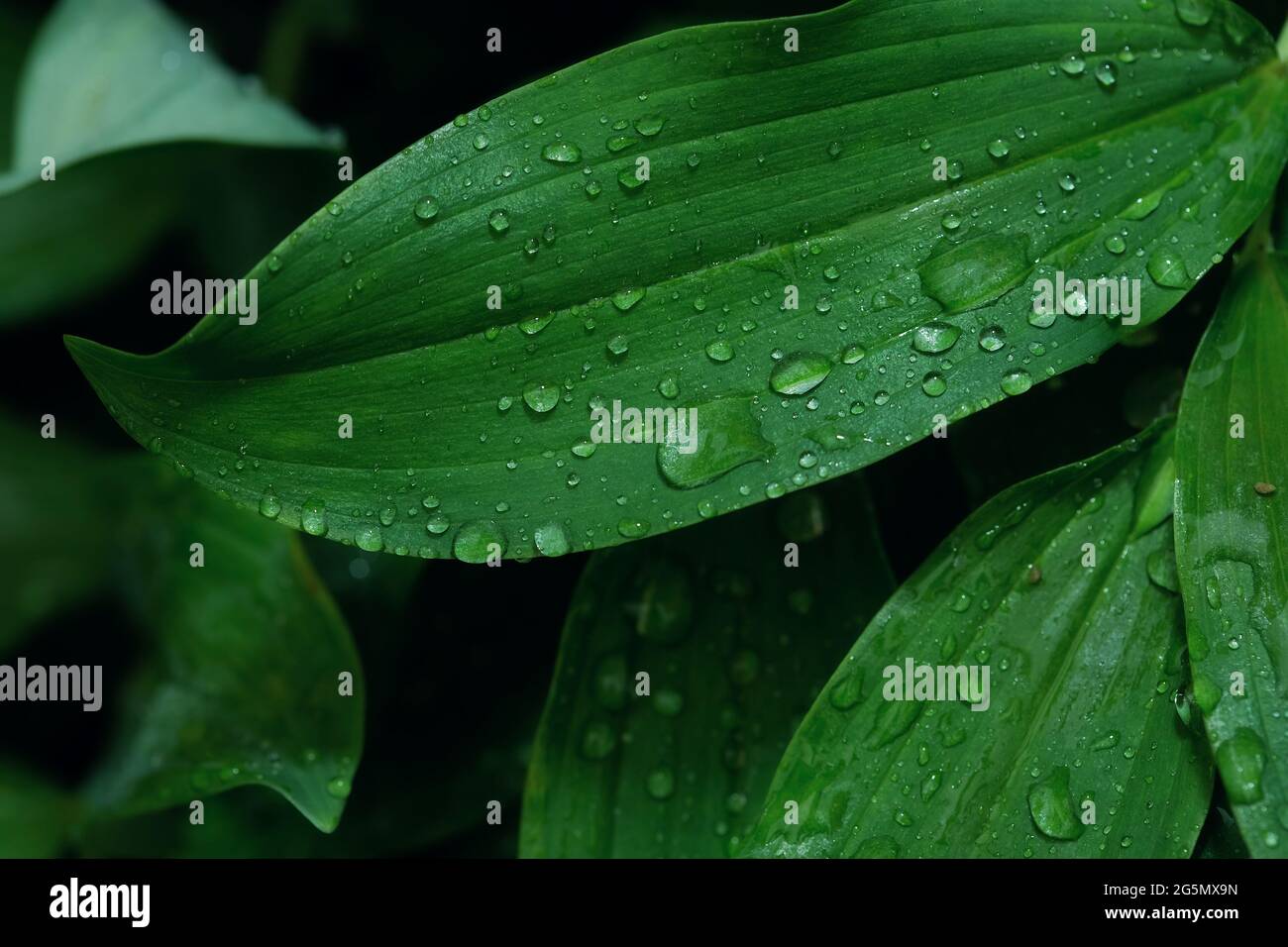 Beautiful green leaf texture with drops of water after the rain, close ...