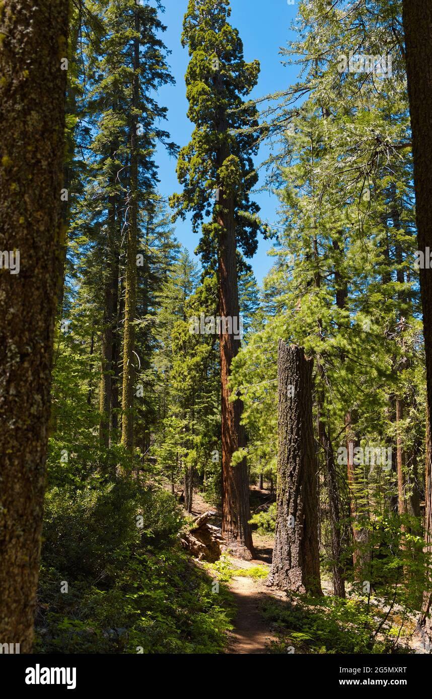Vertical shot of tall trees in a forest Stock Photo - Alamy