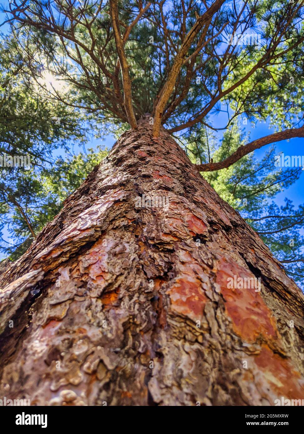 Vertical low angle shot of a tall tree stretching up Stock Photo - Alamy