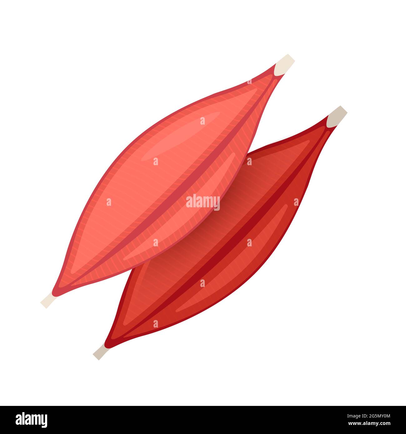 Human muscle tissue flat icon. Vector muscle anatomy isolated icon ...