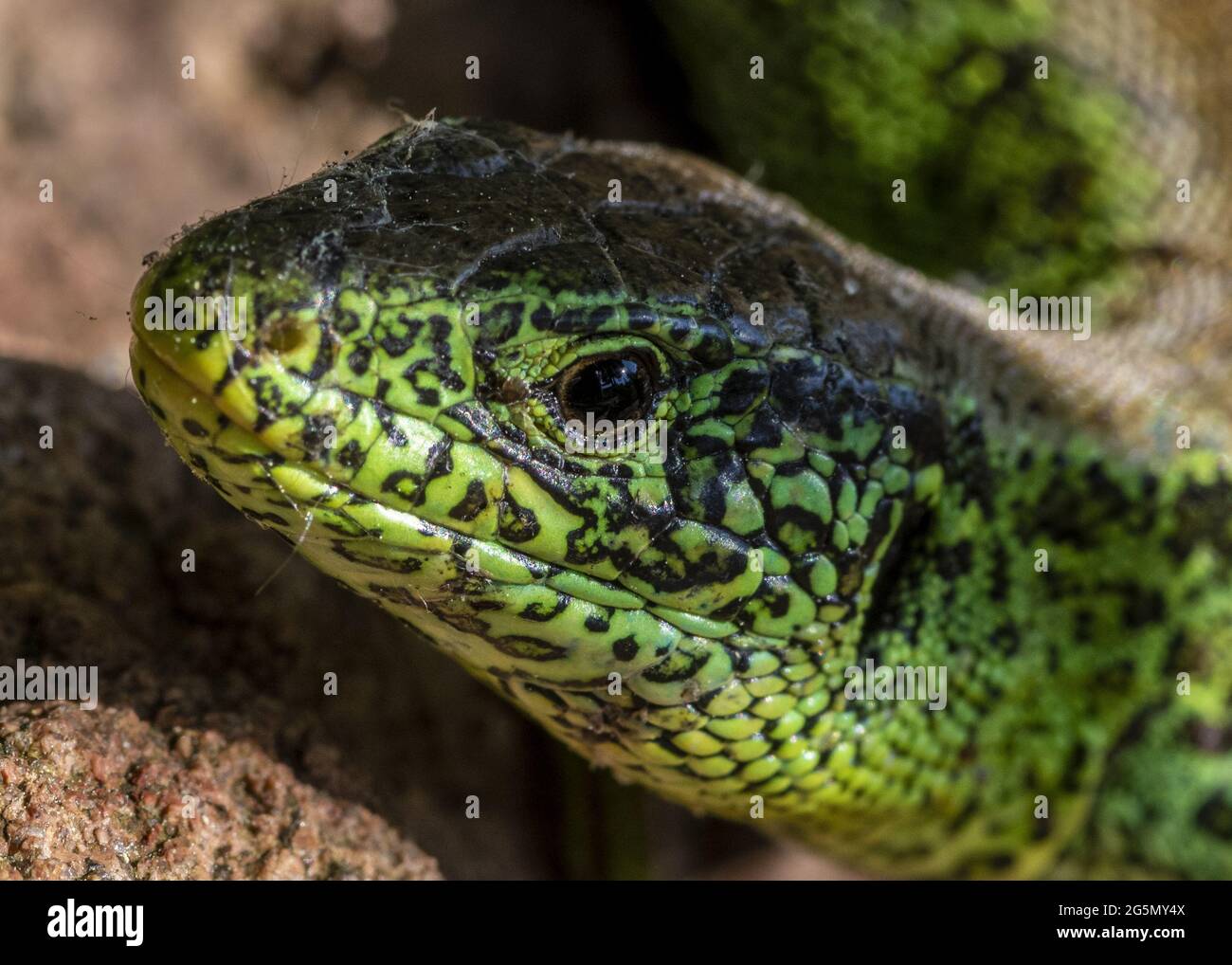Closeup shot of the head of a green lizard in the sunlight Stock Photo ...
