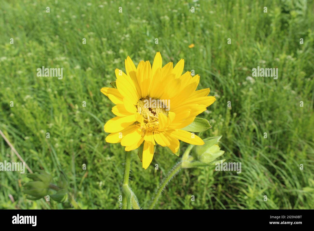 Compass plant hi-res stock photography and images - Alamy