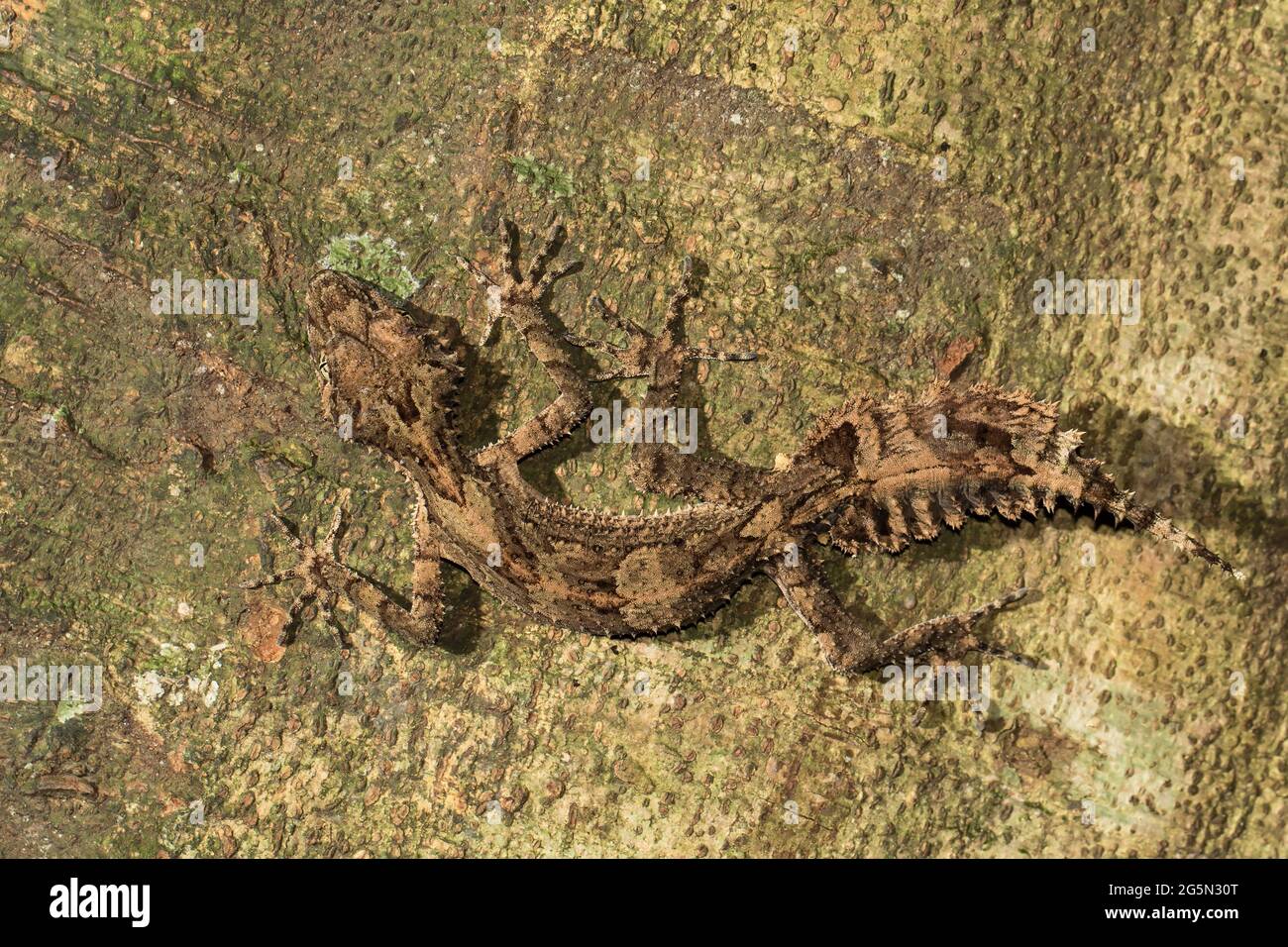 Border Ranges Leaf-tailed Gecko camouflaged on log Stock Photo - Alamy