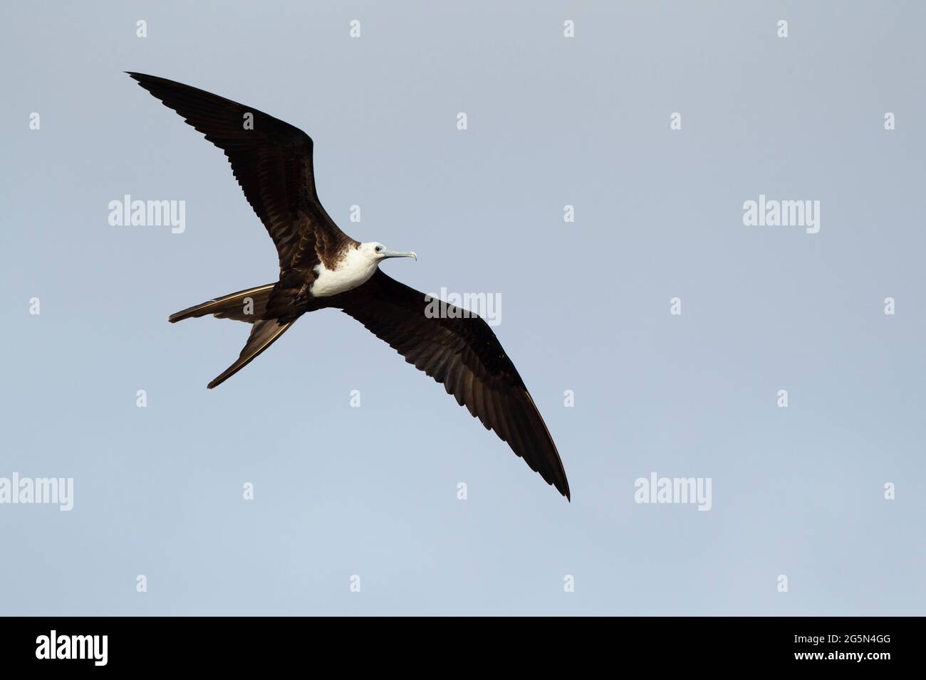 Magnificent Frigate Bird (Fregata magnificens) juvenile in flight Stock ... Magnificent Frigate Bird (Fregata magnificens) juvenile in flight Stock ...