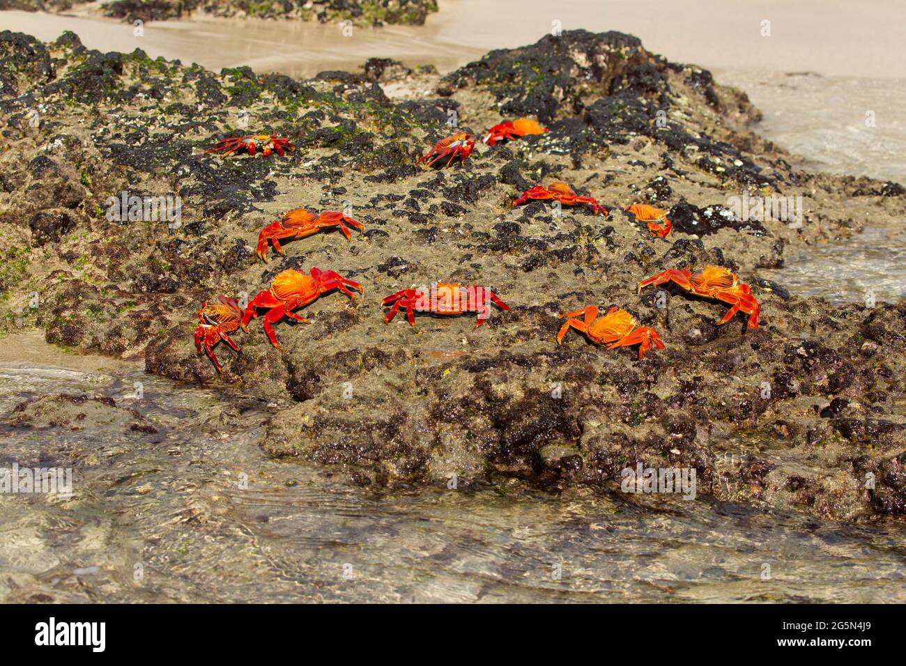 Crabs on the rock hi-res stock photography and images - Alamy