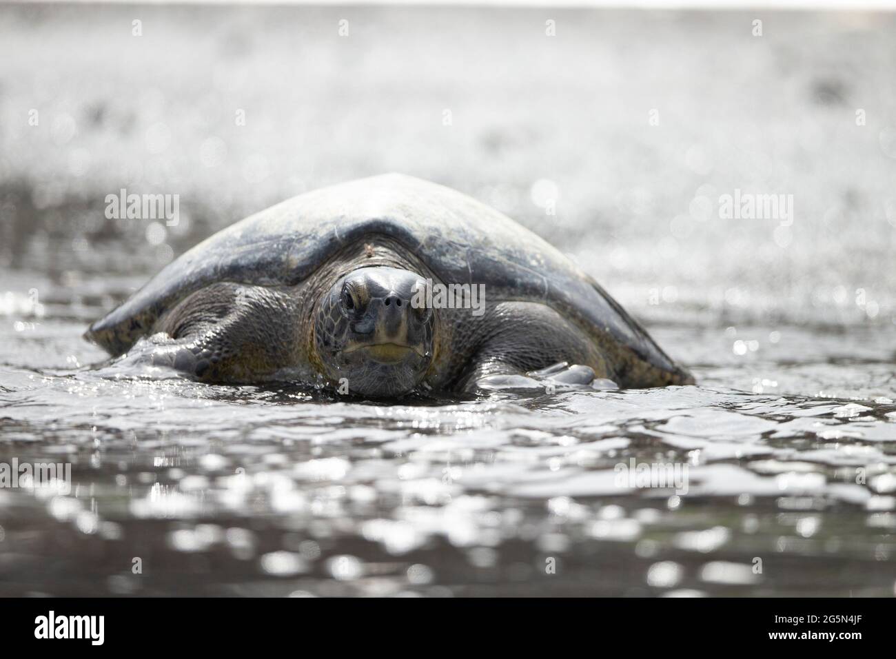 Black turtle hi-res stock photography and images - Alamy