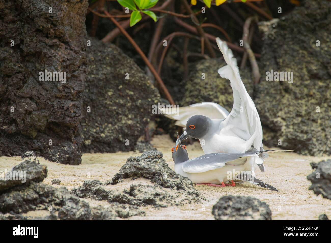 Swallow-Tailed Gull (Creagrus furcatus) mating pair Stock Photo - Alamy