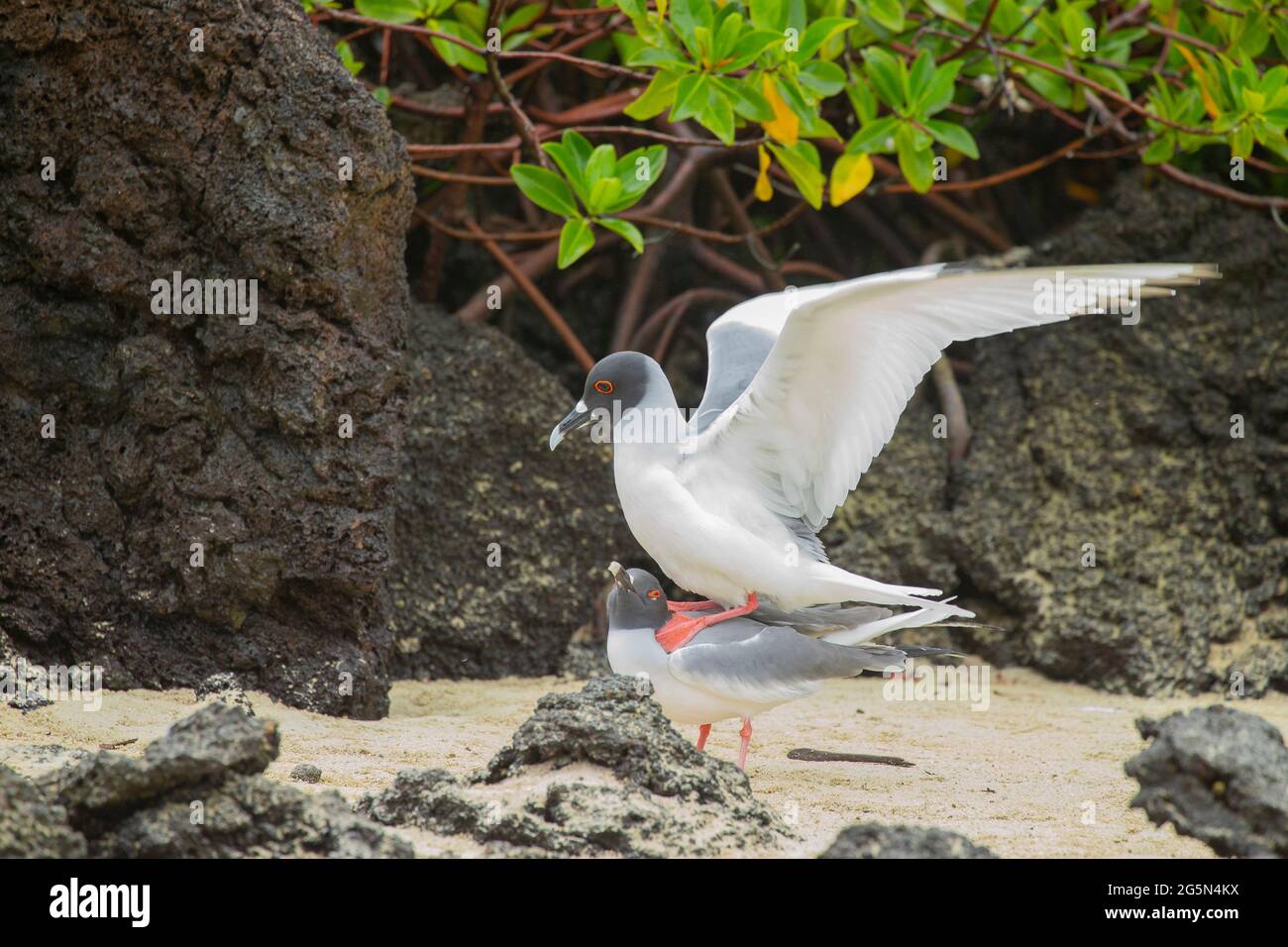Swallow birds mating hi-res stock photography and images - Alamy