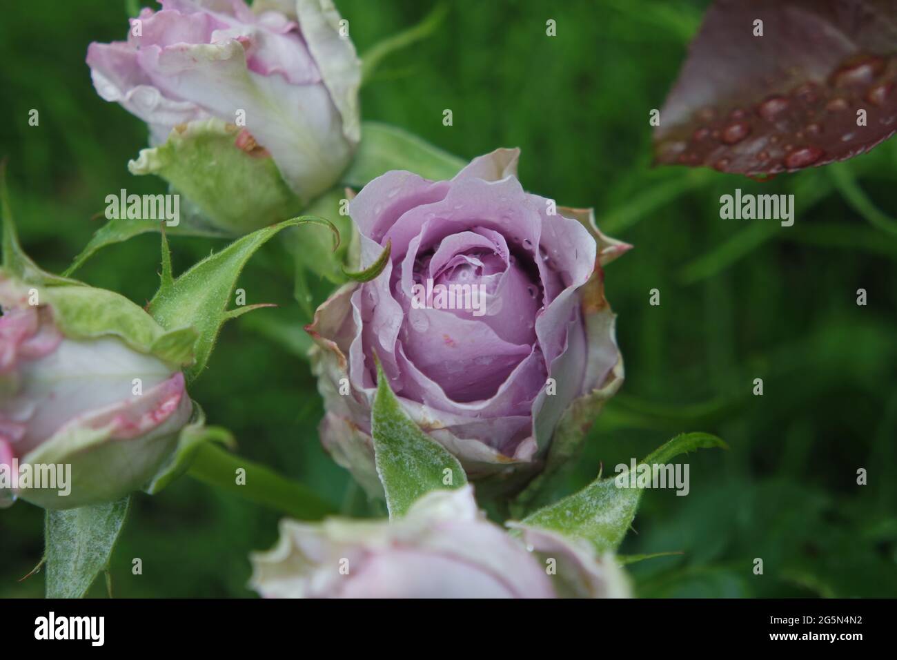 Purple Rose Blooms With Water Drops Stock Photo - Alamy