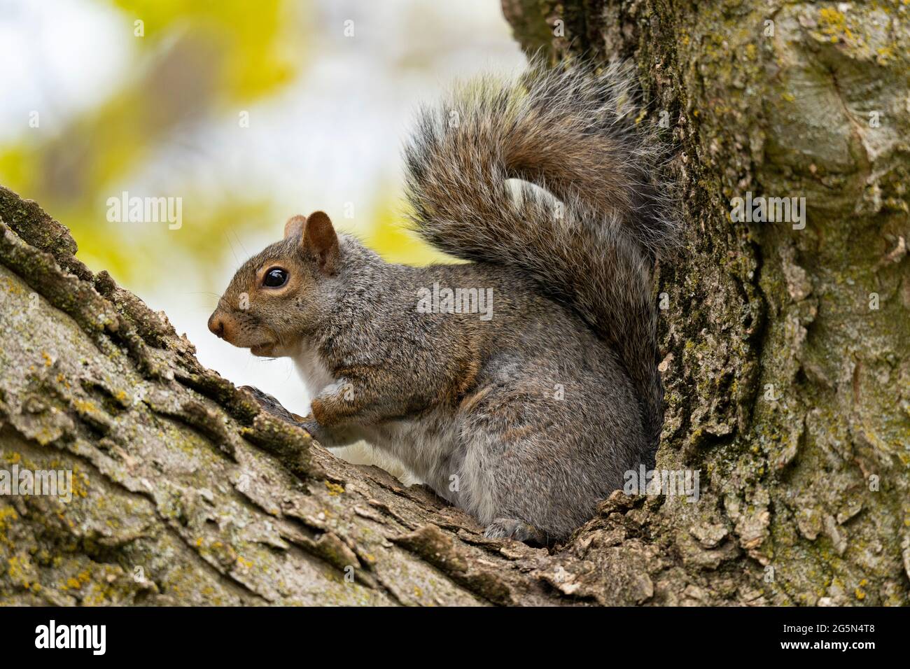 Grey squirrel tree hi-res stock photography and images - Alamy
