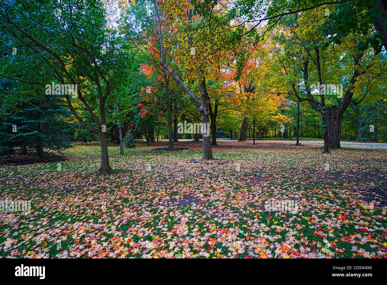 Maple leaf sunburst hi-res stock photography and images - Alamy
