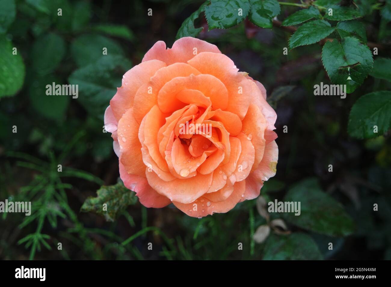Fresh Apricot Rose Flower Belvedere Stock Photo - Alamy