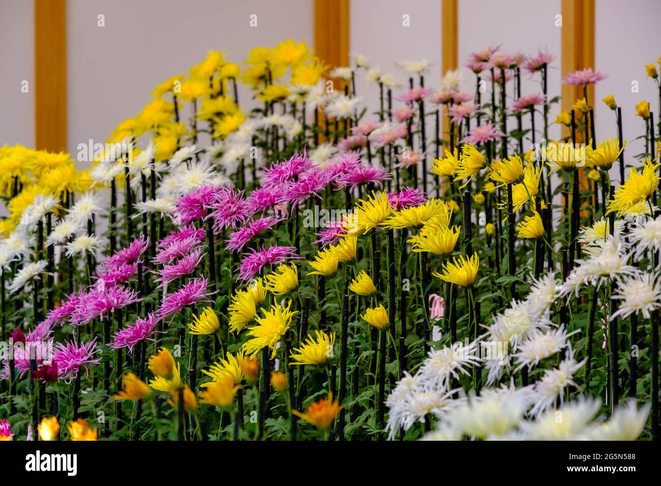Chrysanthemums on display Stock Photo - Alamy