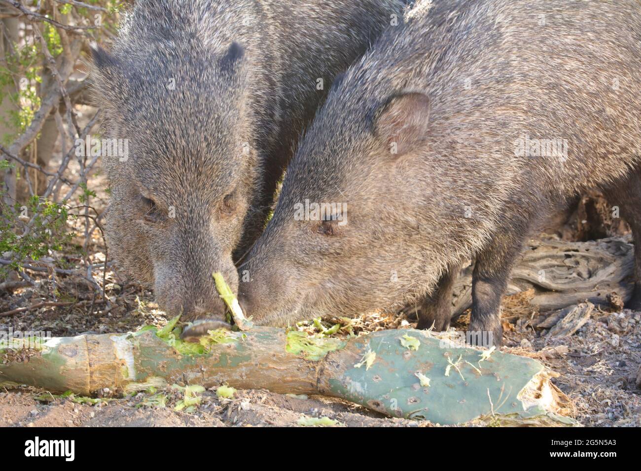 Javelina Desert High Resolution Stock Photography and Images - Alamy