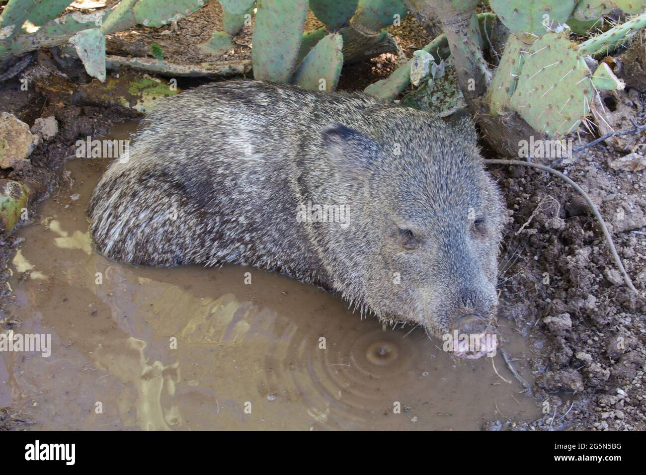 Javelina desert hi-res stock photography and images - Alamy