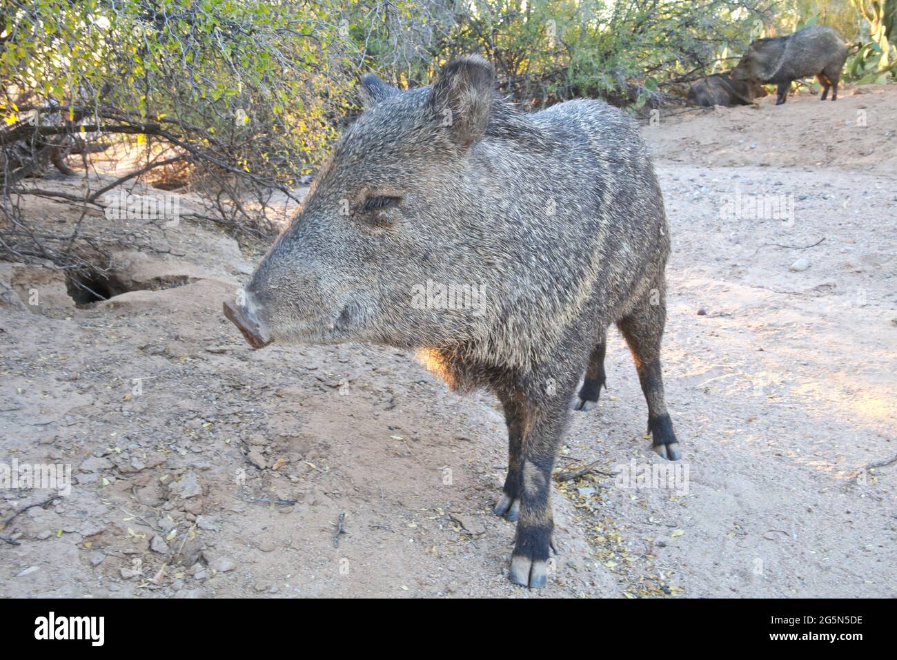 Javelina desert hi-res stock photography and images - Alamy