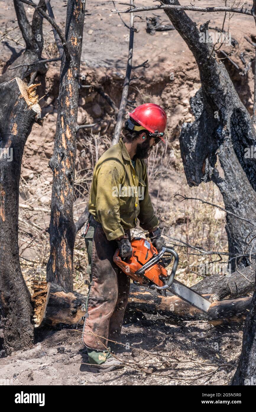A sawyer on a hotshot firefighting crew limbs a tree damaged in a ...