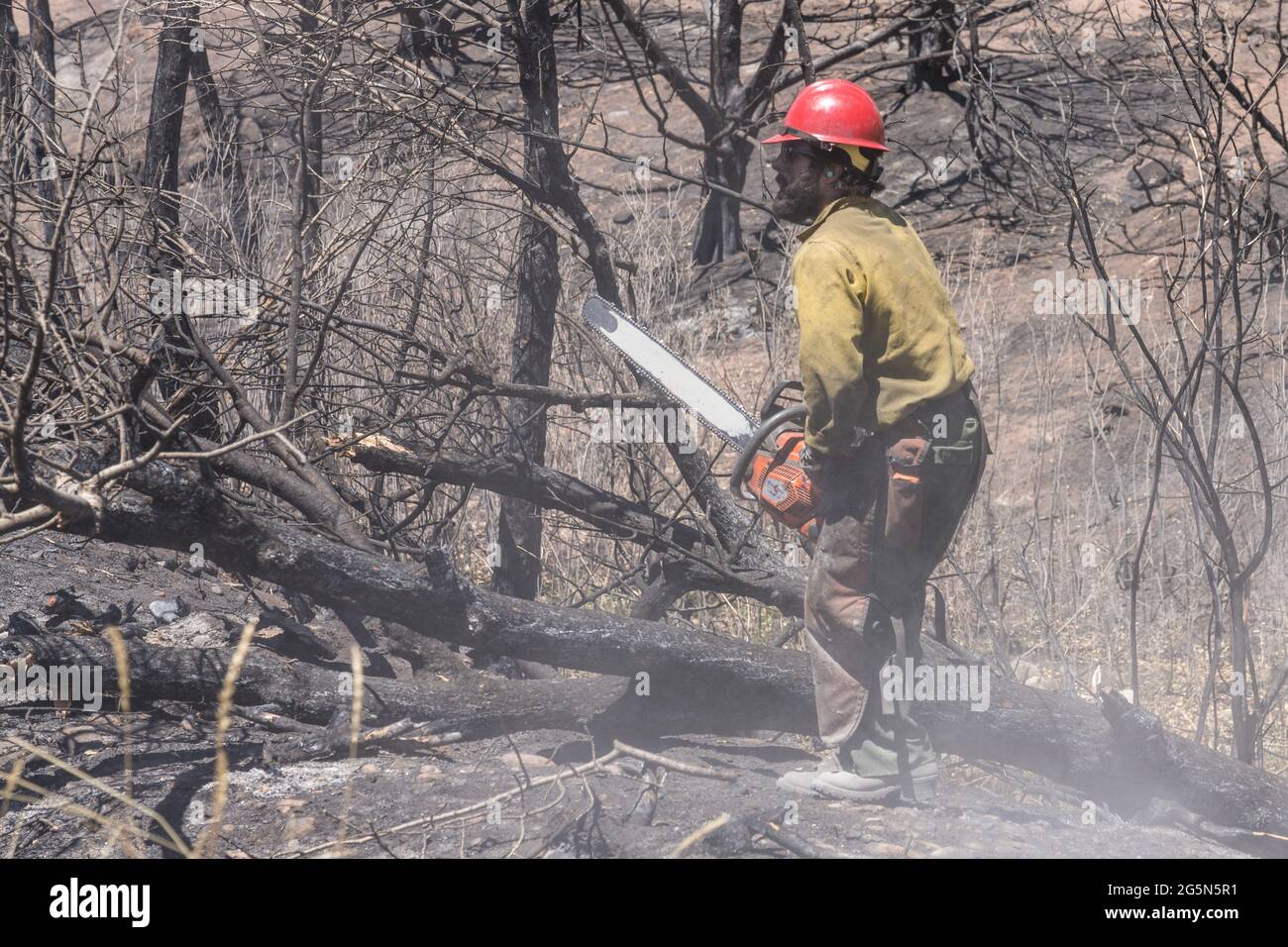 A sawyer on a hotshot firefighting crew limbs a tree damaged in a ...