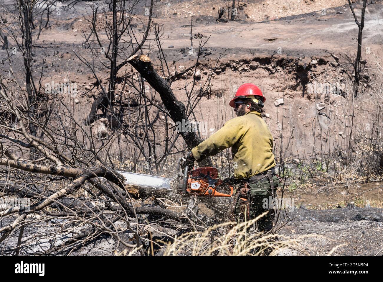 A sawyer on a hotshot firefighting crew limbs a tree damaged in a ...