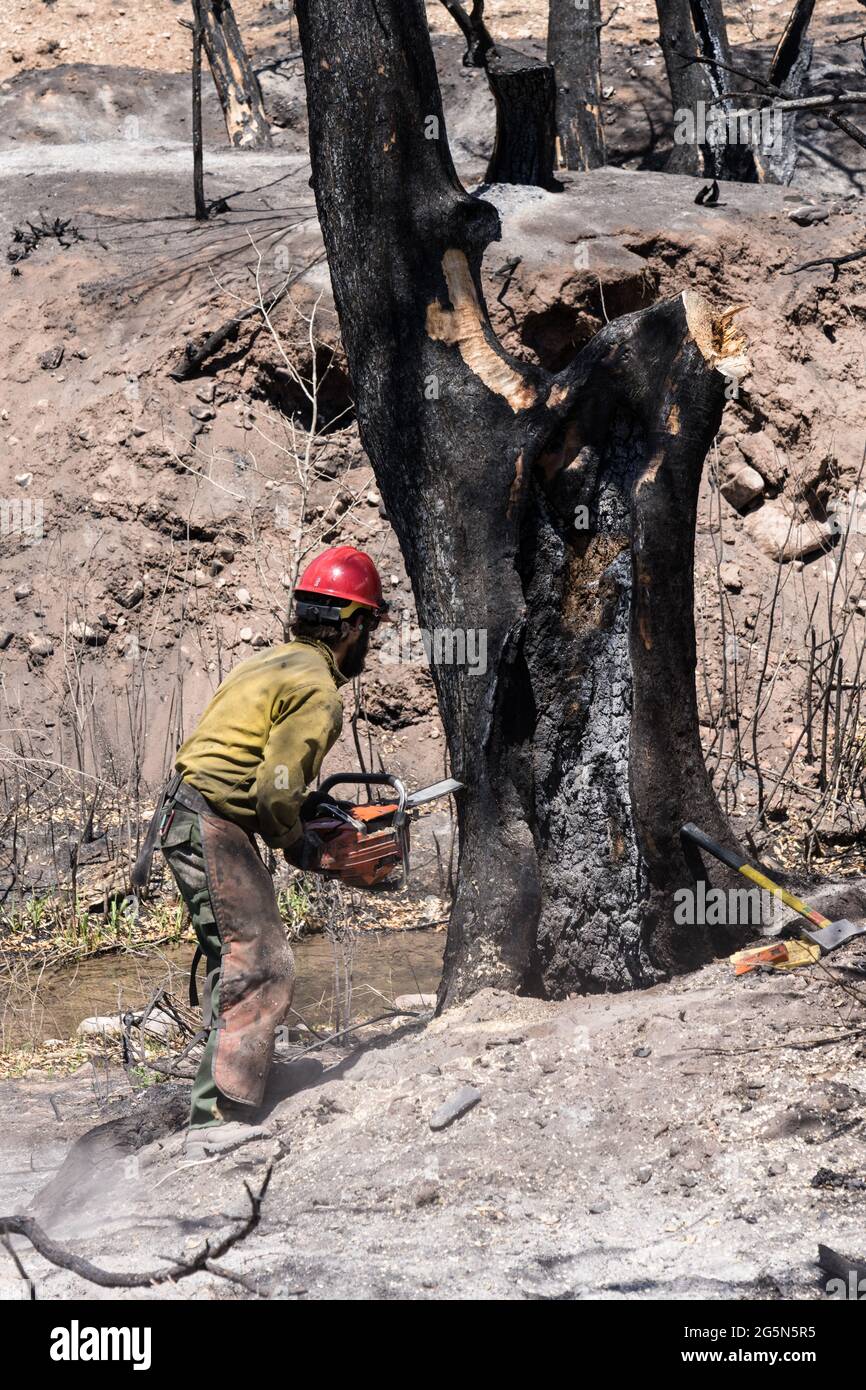 A sawyer on a hotshot firefighting crew cuts down a tree damaged in a ...