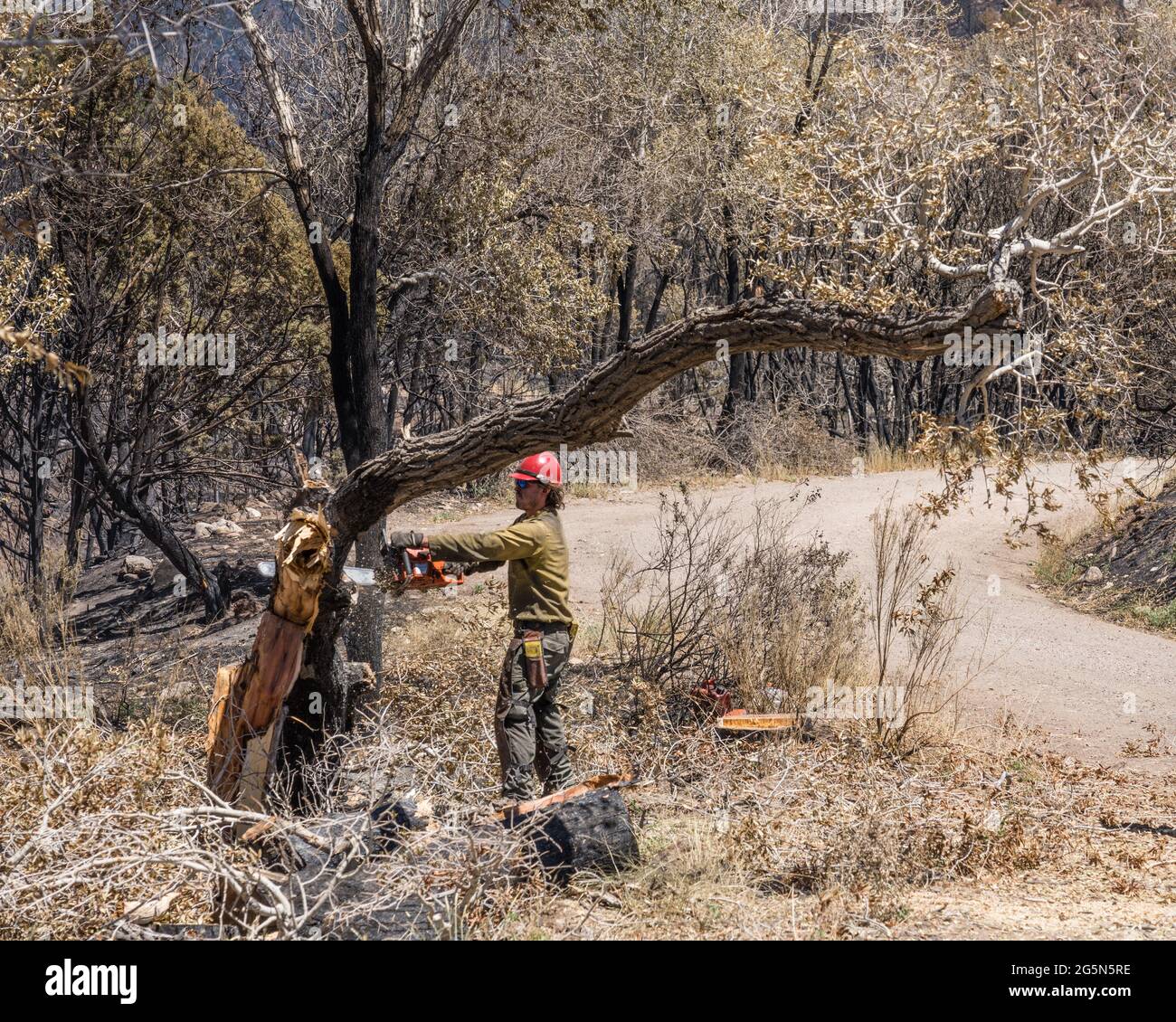 A sawyer on a hotshot firefighting crew cuts down a tree damaged in a ...